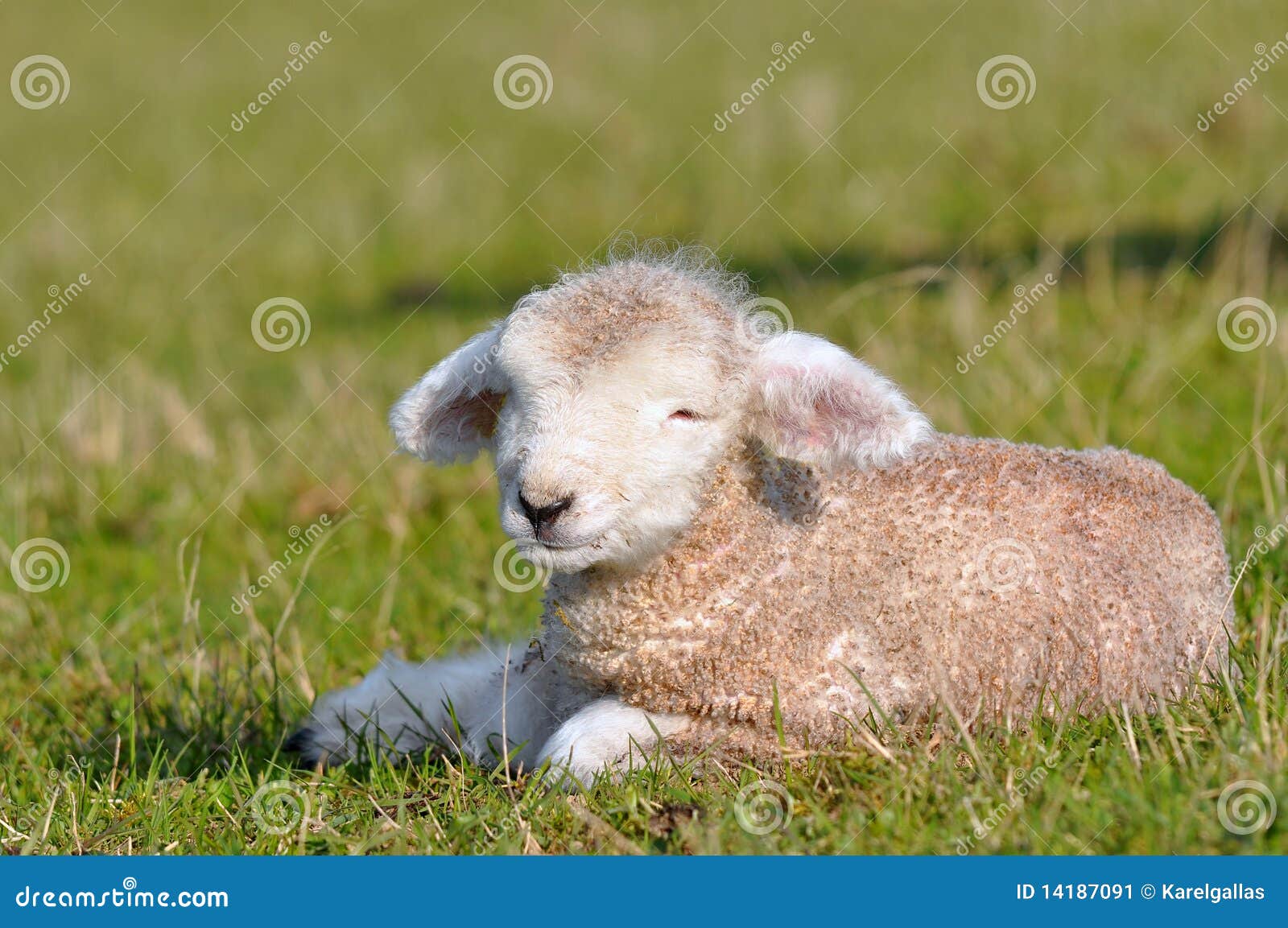 Lamb 1 day old stock image. Image of born, animal, grass - 14187091