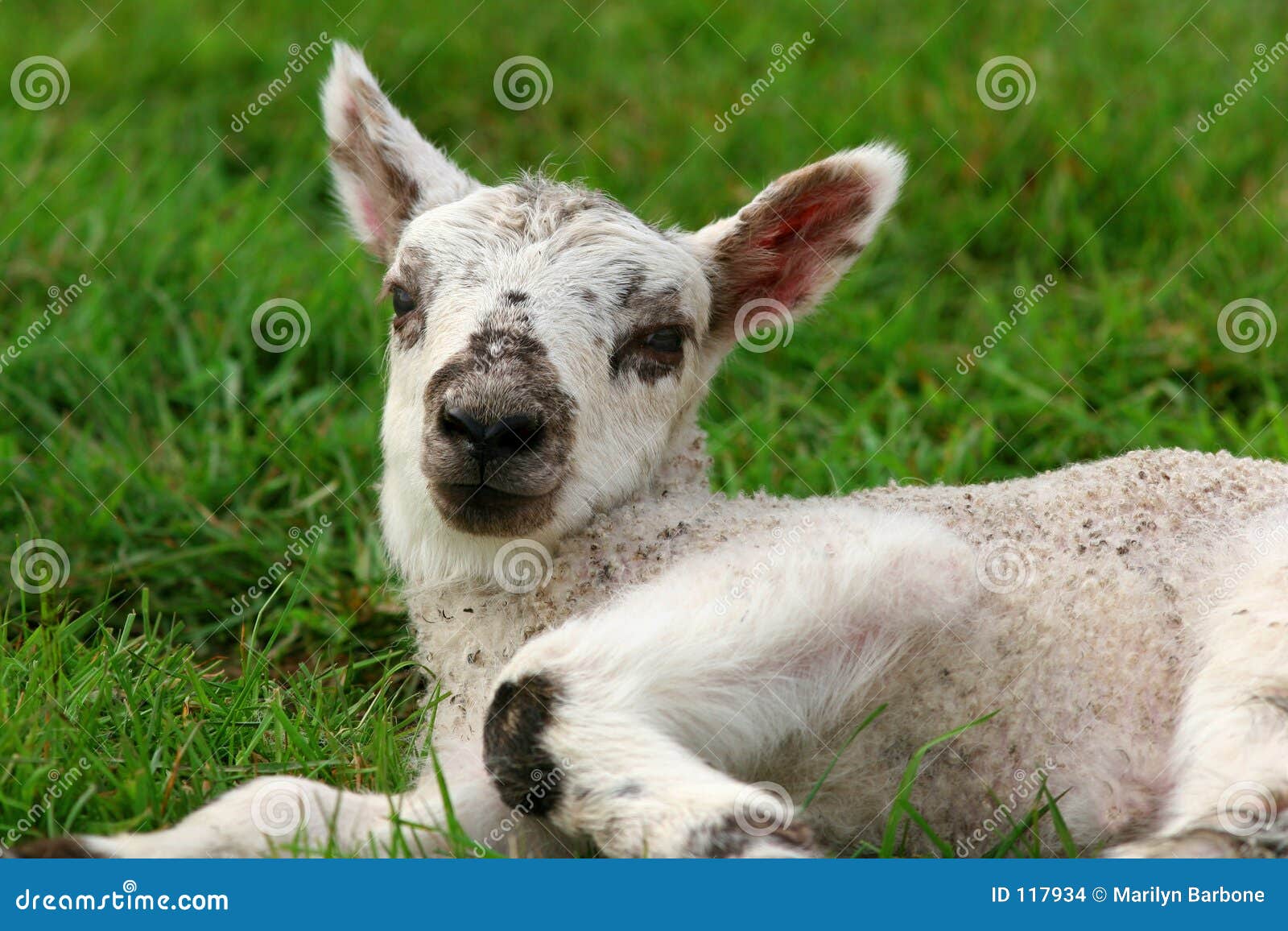 The Lamb Picture. Image: 117934