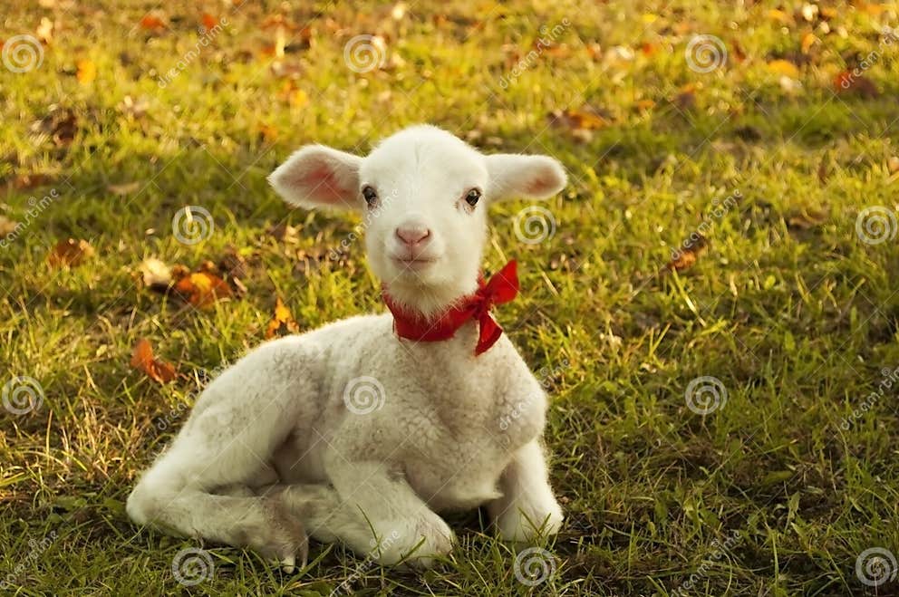Lamb stock image. Image of naive, leaves, agricultural - 11916849