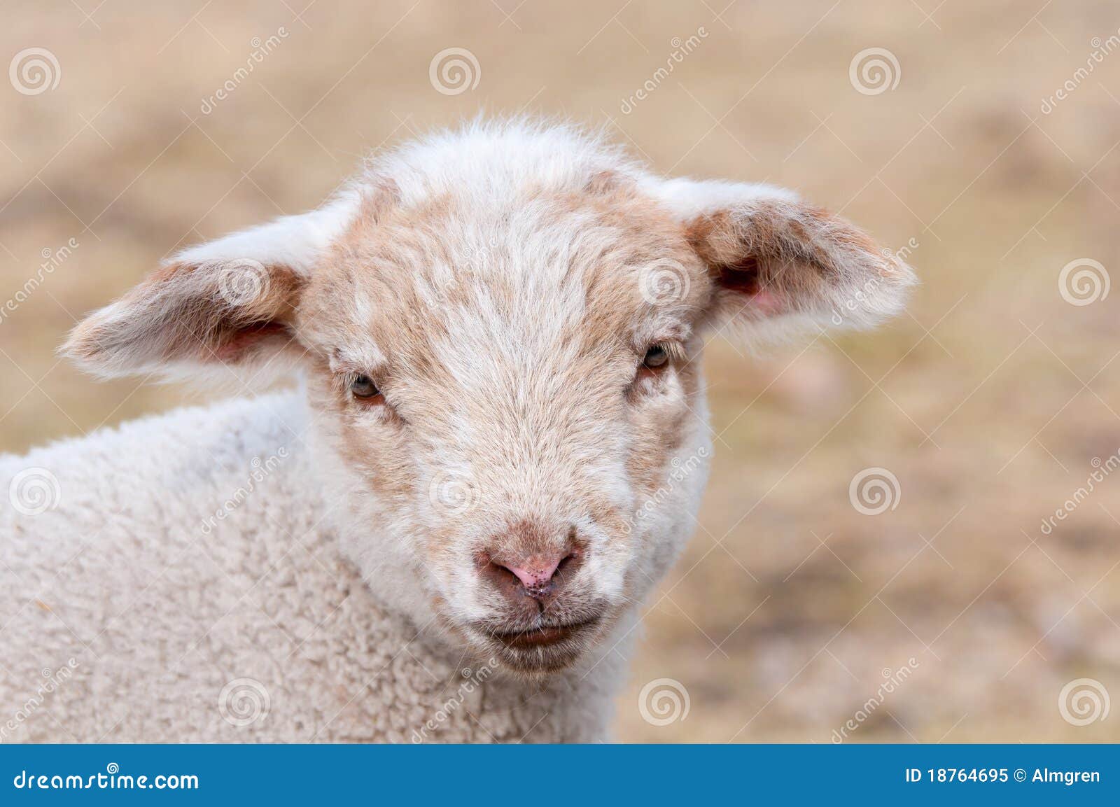 Lamb stock image. Image of friendly, looking, agriculture - 18764695