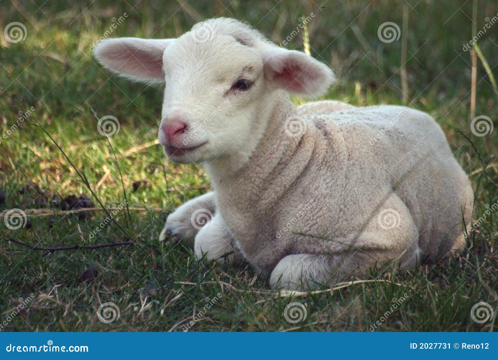 Lamb stock image. Image of country, nature, offspring - 2027731