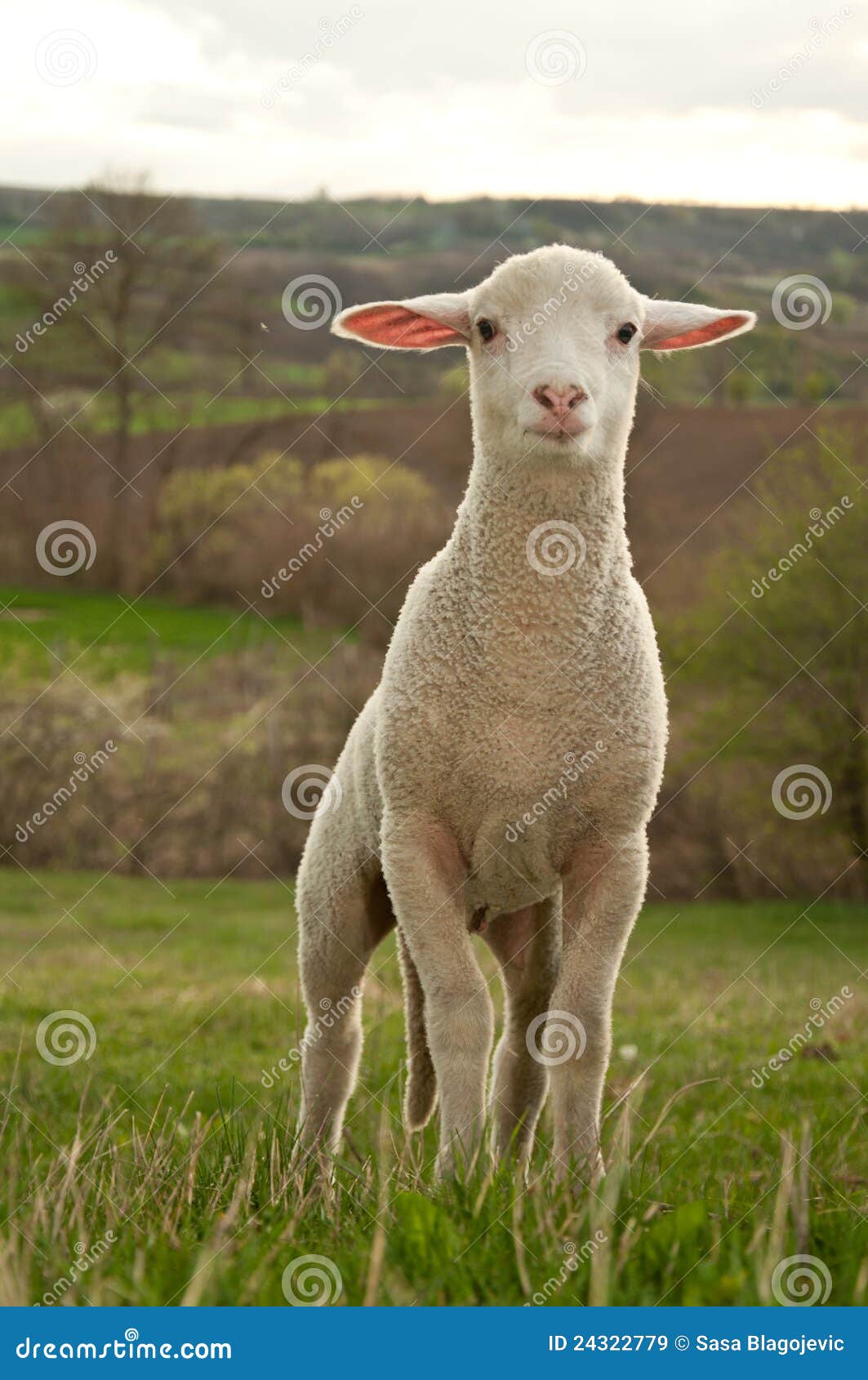 Lamb stock image. Image of agriculture, industry, natural - 24322779
