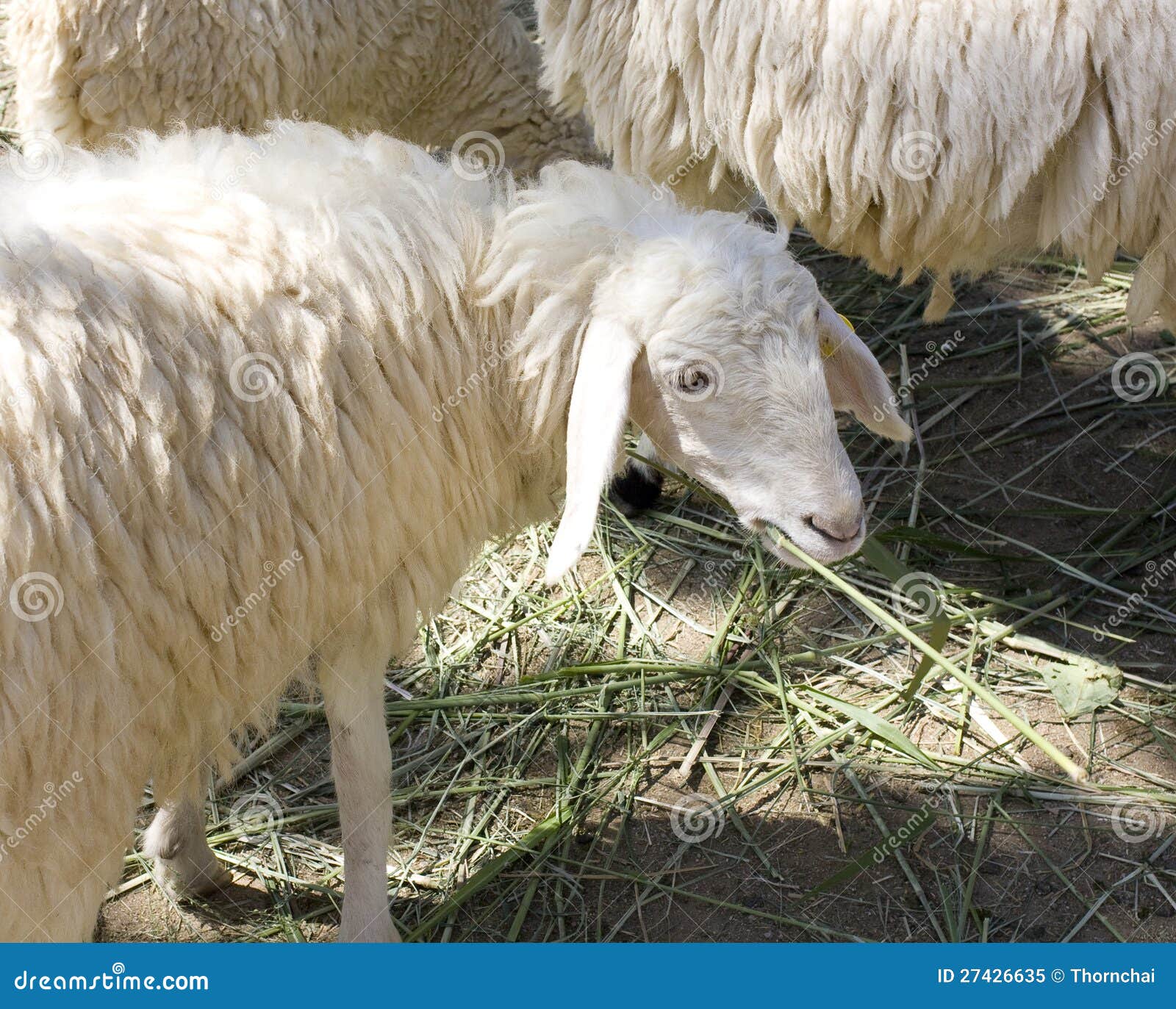 Lamb stock image. Image of wool, farm, australia, eanling - 27426635