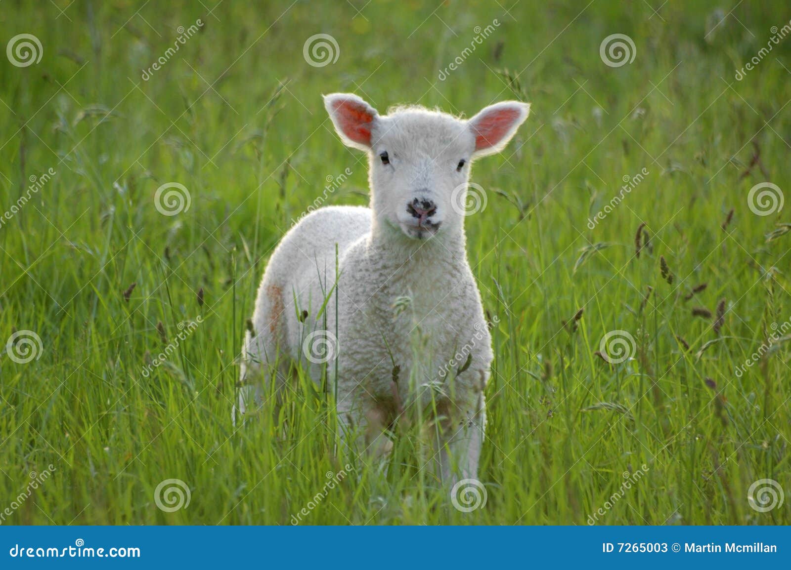 Lamb stock image. Image of animal, farm, lamb, fluffy - 7265003