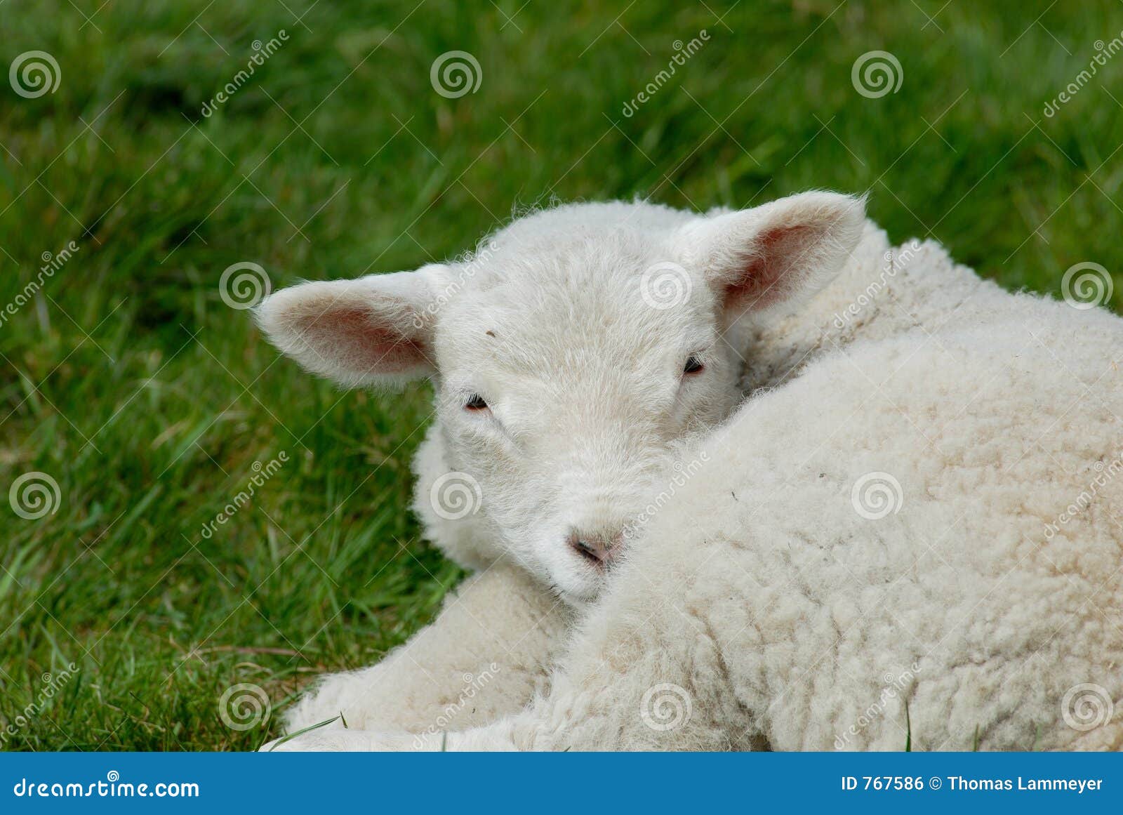 Lamb stock photo. Image of wool, sweet, green, meadow, animal - 767586