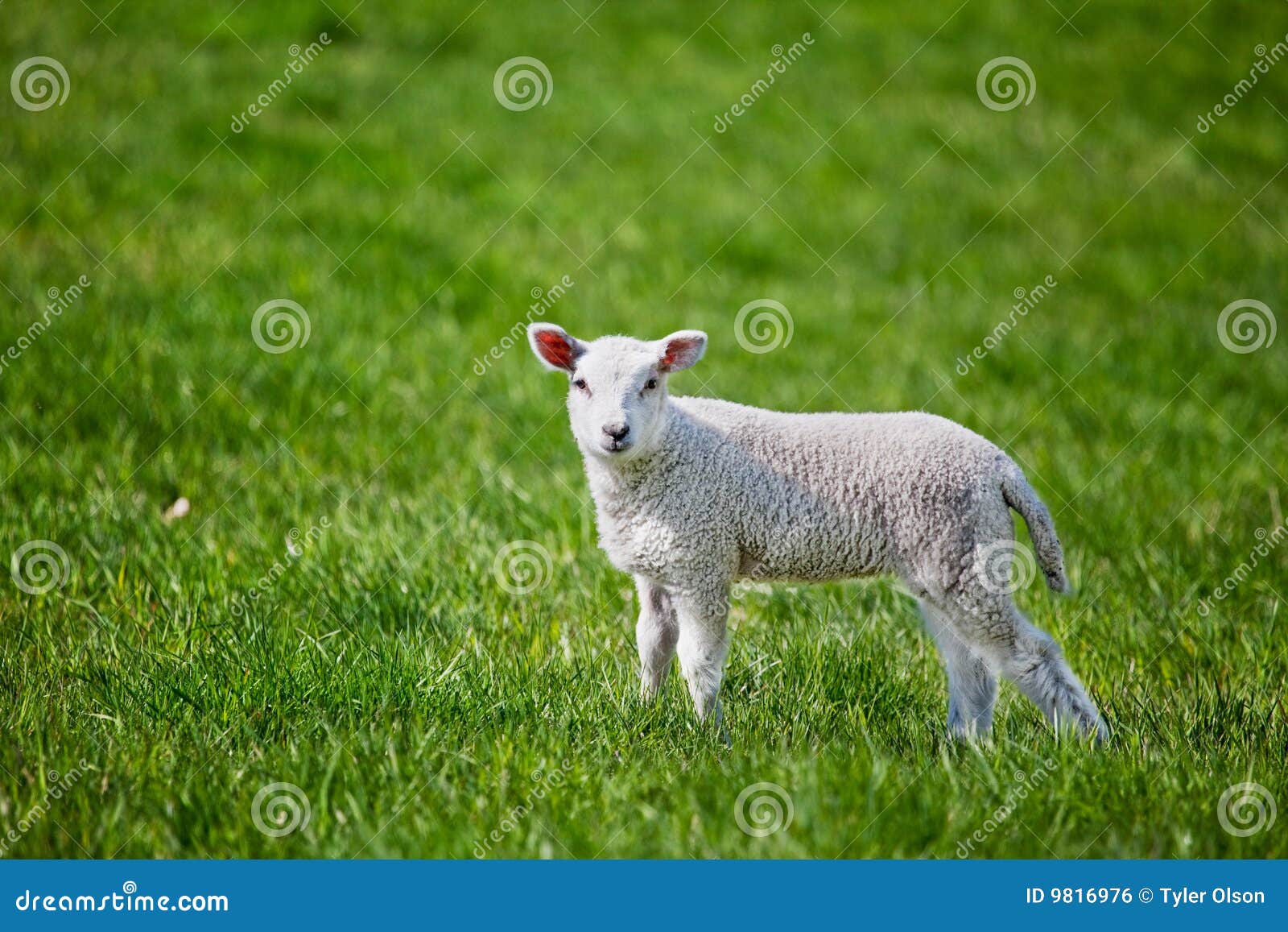Lamb stock photo. Image of nature, cute, portrait, lamb - 9816976