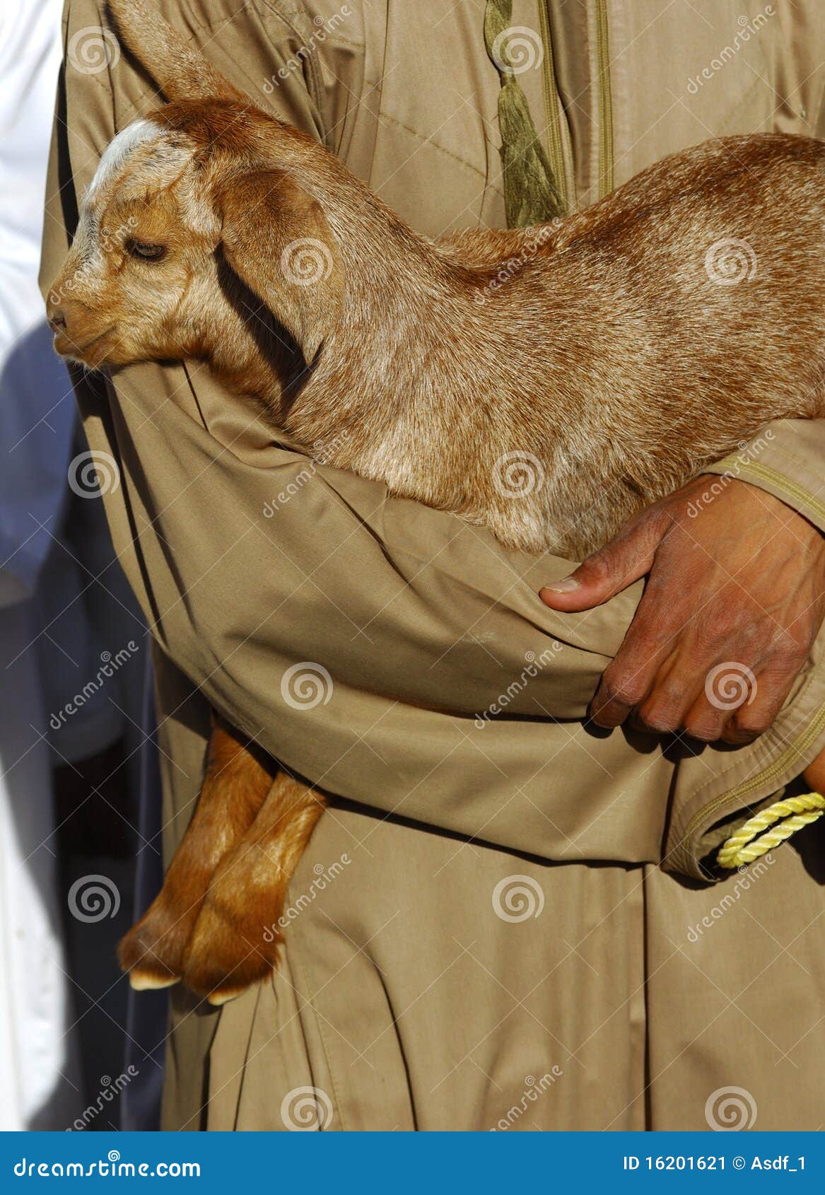 Lamb in the Arm of a Merchant Stock Image - Image of nizwa, lambs: 16201621