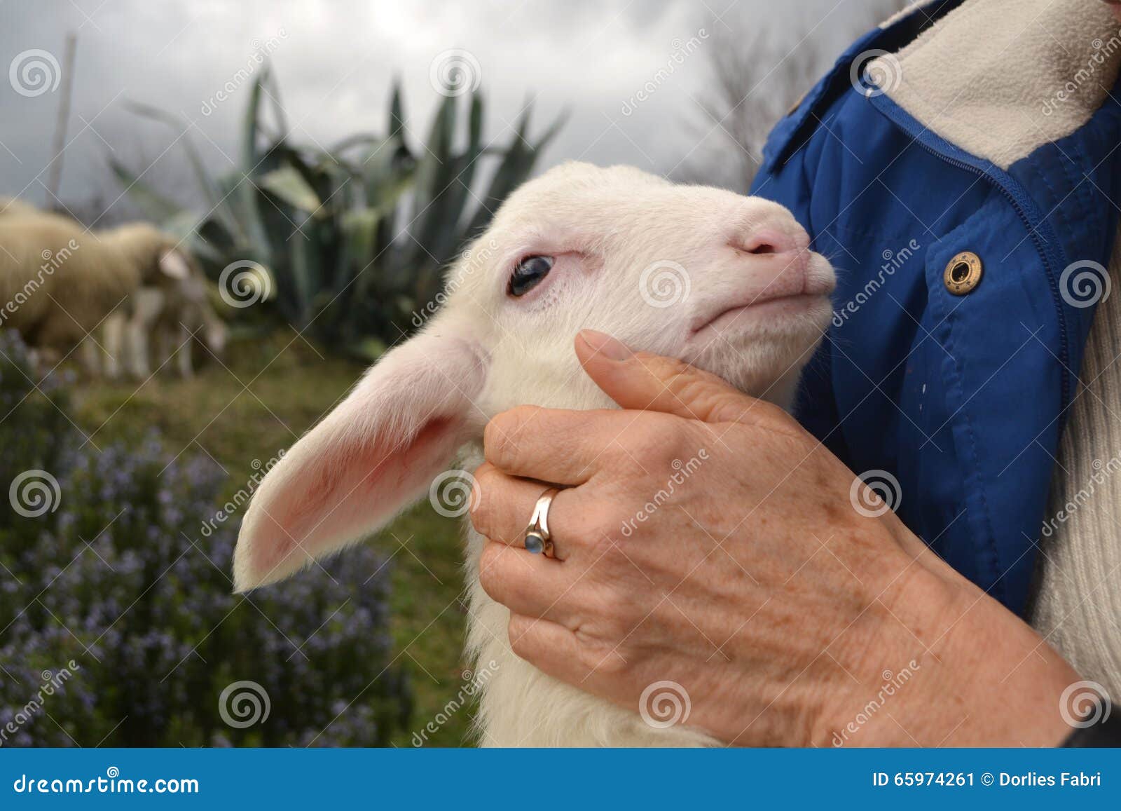 Lamb stock image. Image of mammal, sheeperdess, portrait - 65974261