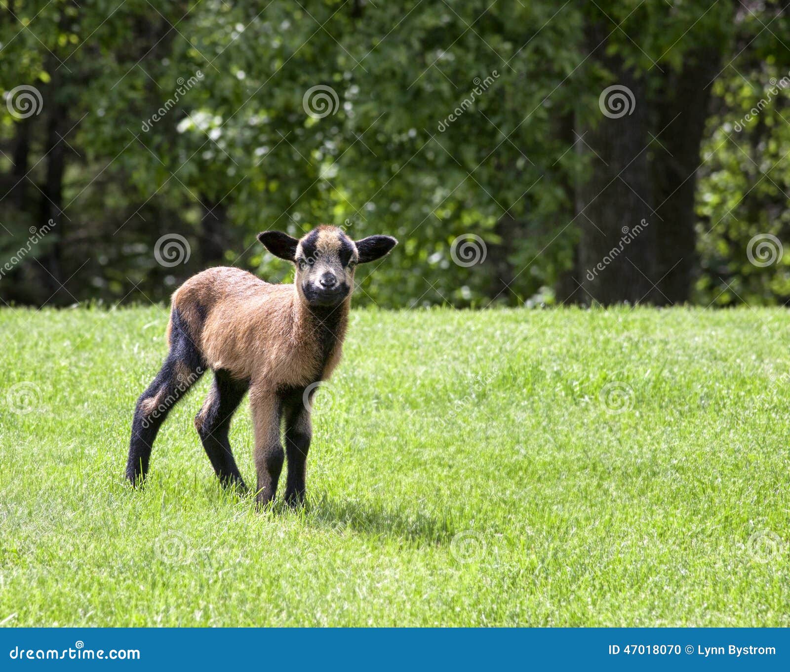 Lamb stock photo. Image of domestic, livestock, hearty - 47018070