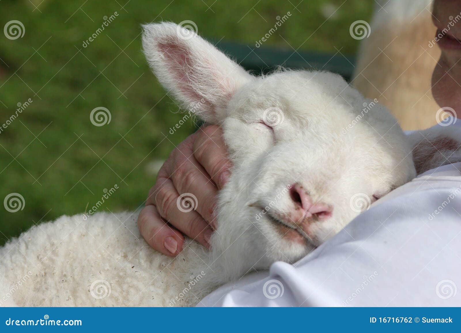 Lamb being cuddled stock photo. Image of snuggle, trust - 16716762