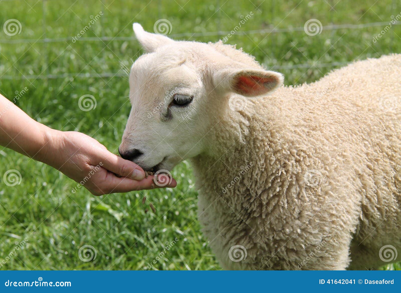 Lamb Being Fed. stock image. Image of wild, grass, wool - 41642041