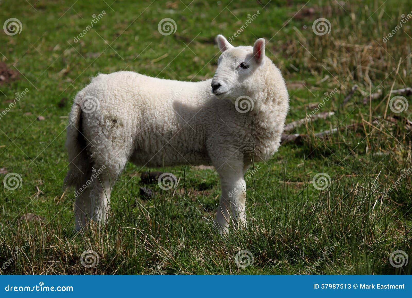 Lamb in the Brecon Beacons stock image. Image of animals - 57987513