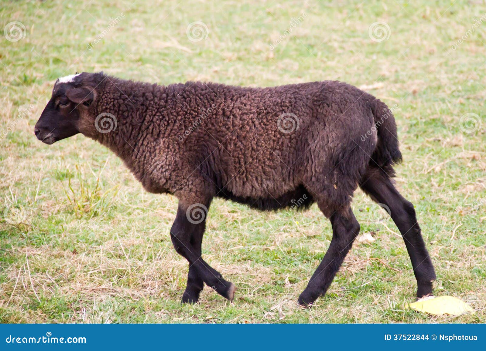 Lamb with brown wool stock photo. Image of horizontal - 37522844