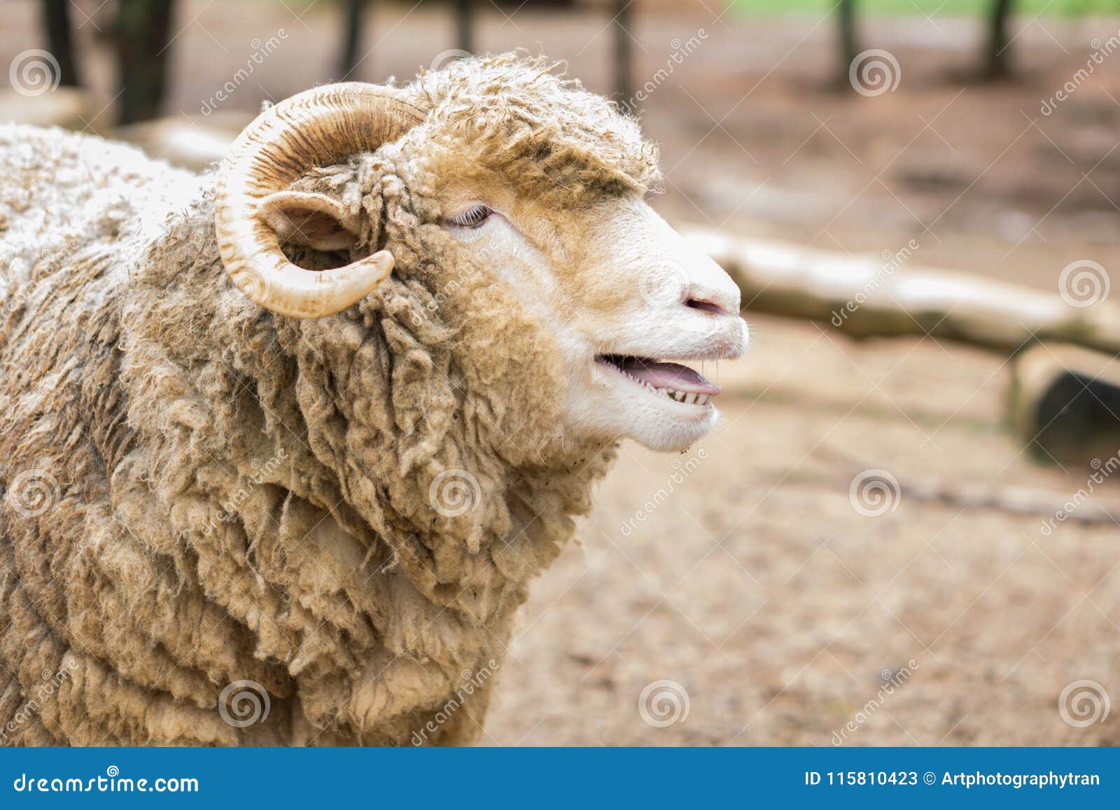 Lamb Bull Calling Mates in the Farm Stock Image - Image of country ...