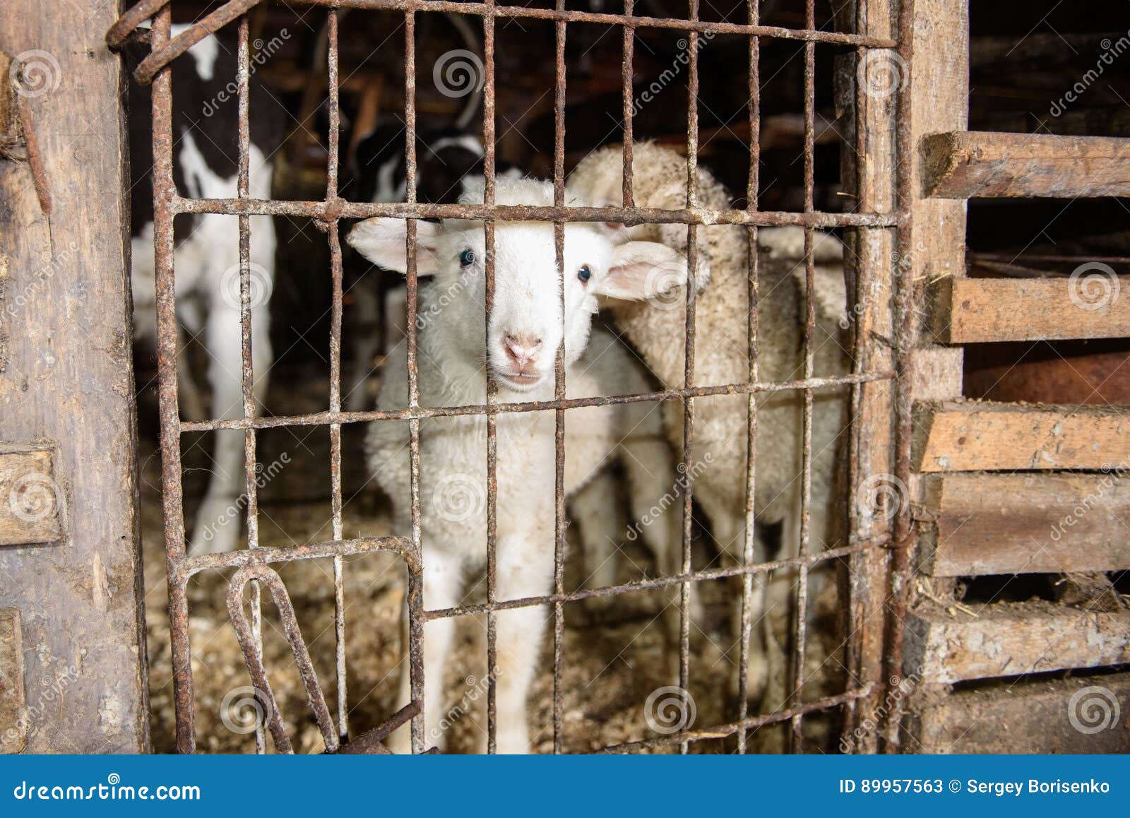 Lamb in a cage stock image. Image of sheep, flock, iron - 89957563