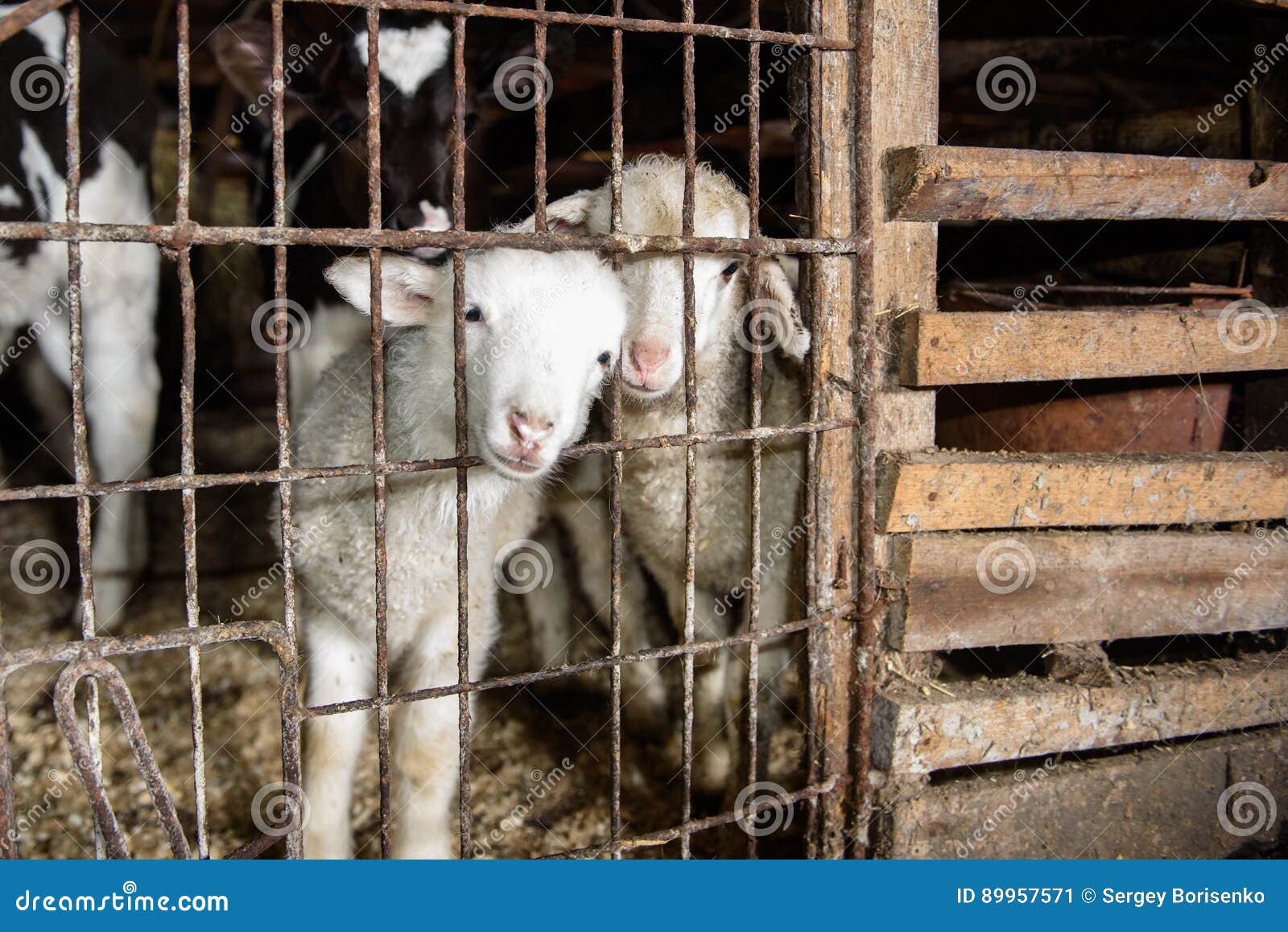 Lamb in a cage stock image. Image of flock, young, livestock - 89957571