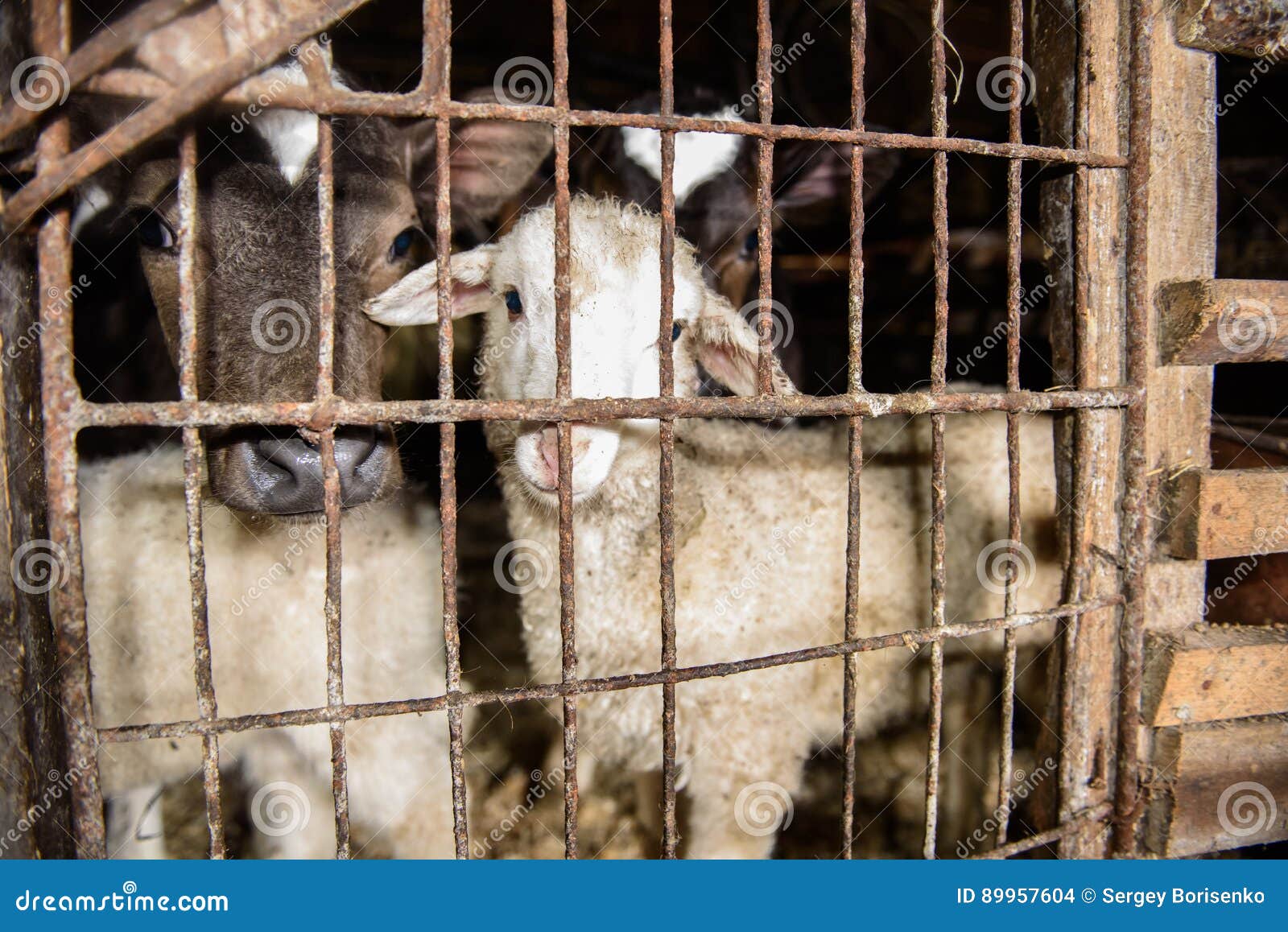 Lamb in a cage stock photo. Image of game, victim, sheep - 89957604