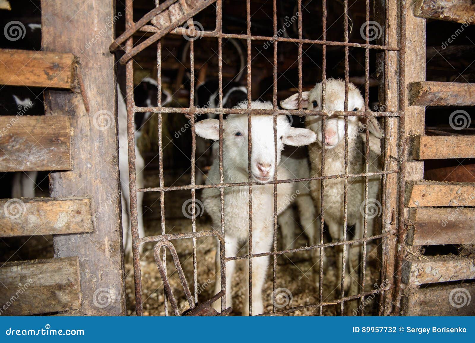 Lamb in a cage stock photo. Image of sheep, baby, innocence - 89957732