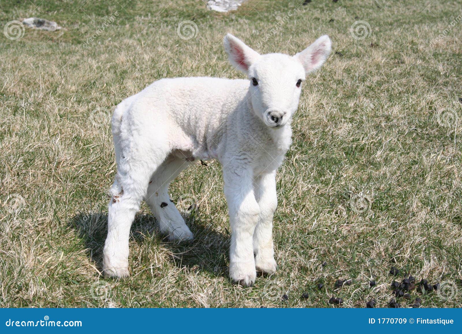 Lamb close up stock image. Image of rural, weak, feeble - 1770709