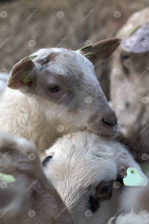 Lamb, closeup stock photo. Image of lamb, fleece, farmland - 68688042