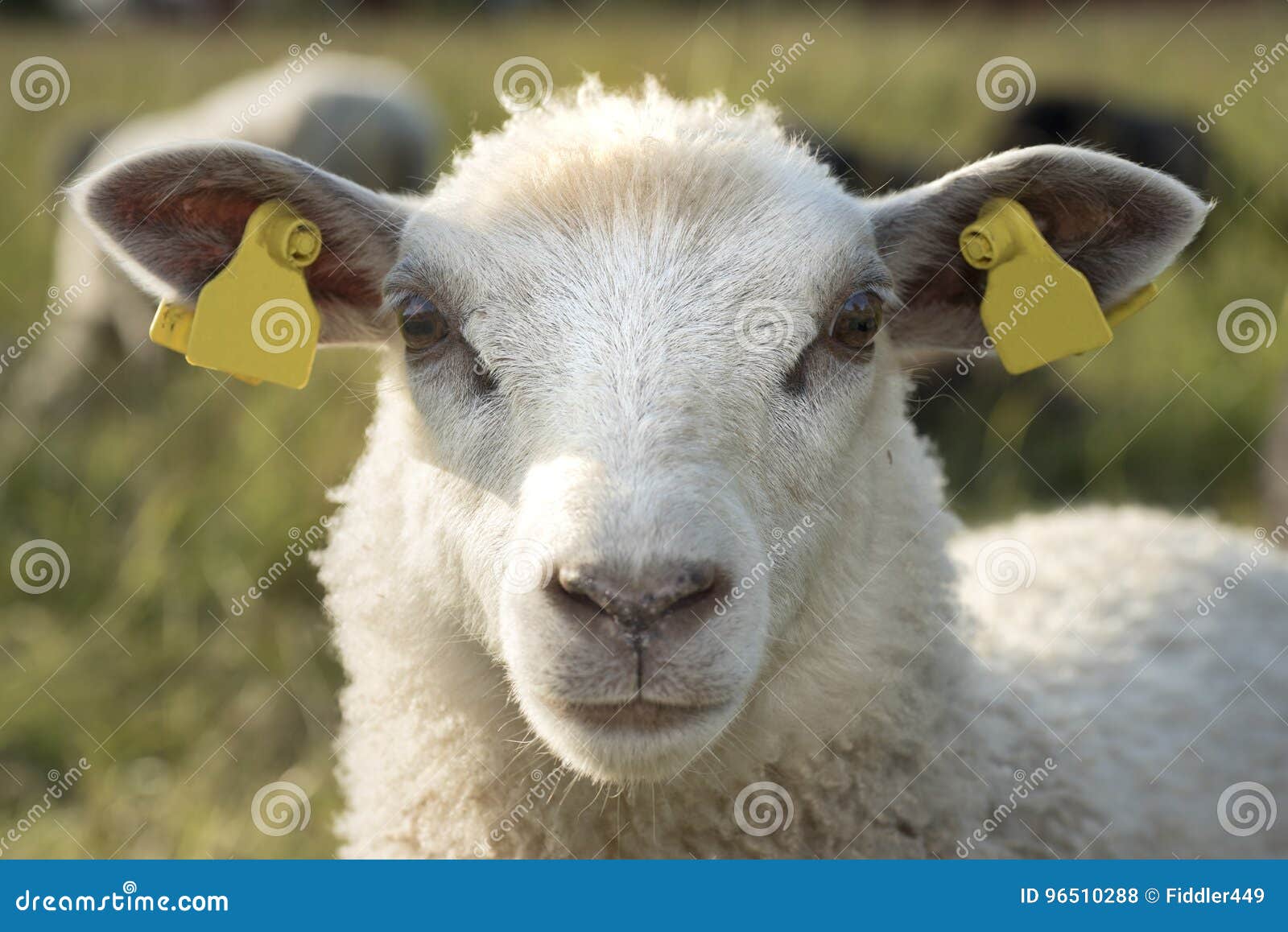 Lamb closeup stock photo. Image of grass, farming, curious - 96510288