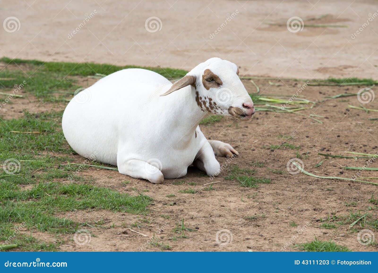 Lamb without coat. stock image. Image of shaved, sheep - 43111203