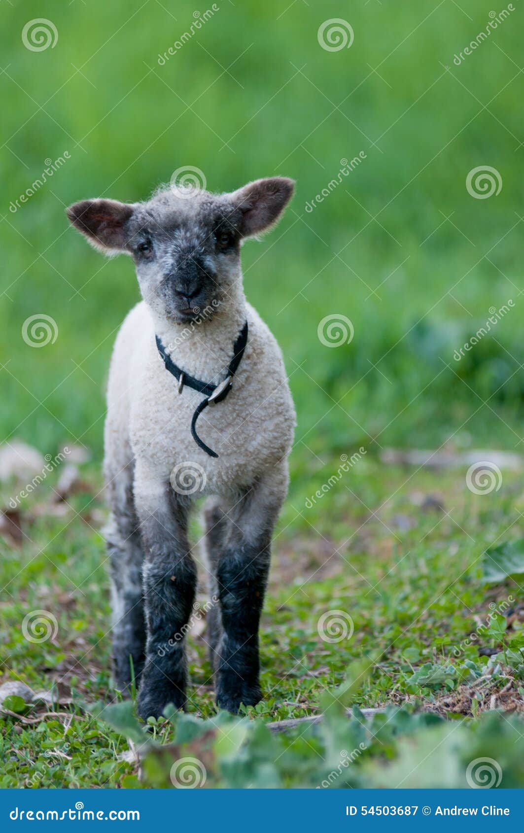 A lamb with a collar stock image. Image of livestock - 54503687