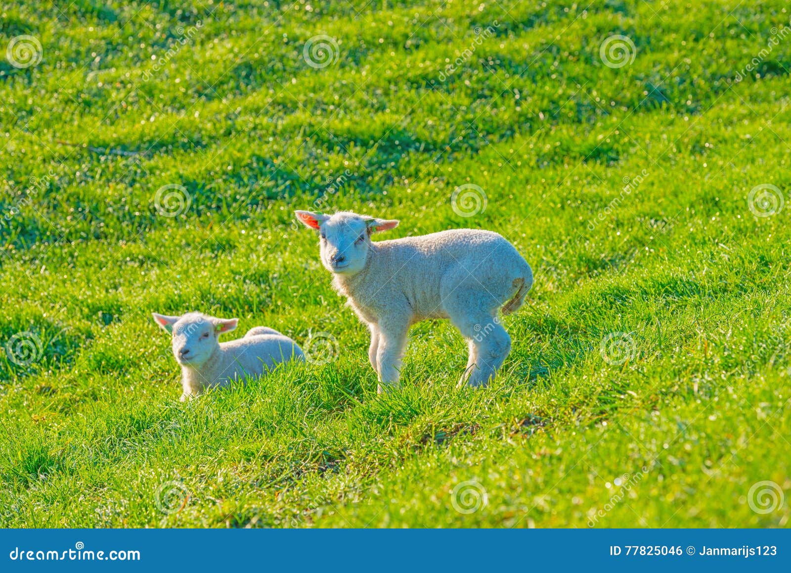 Lamb on a in sunlight stock photo. Image of horizon, landmark - 77825046