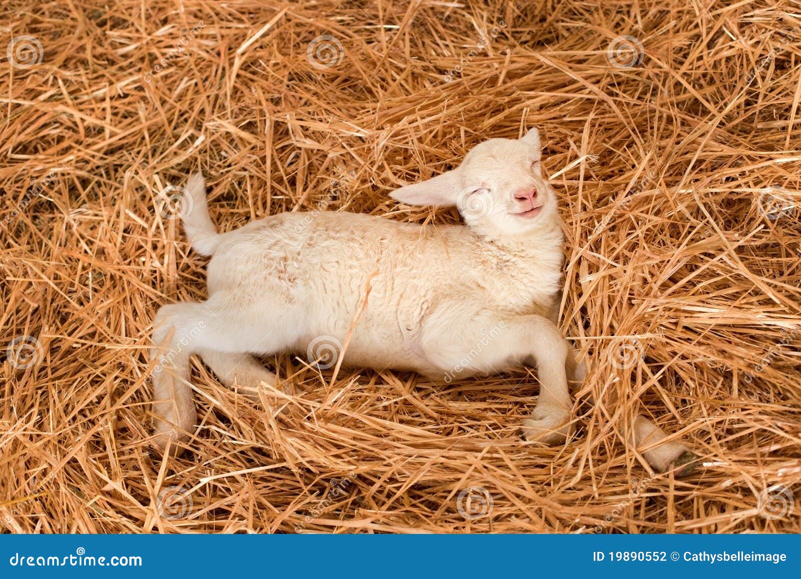 Lamb dreaming stock photo. Image of sleepy, smiling, wool - 19890552