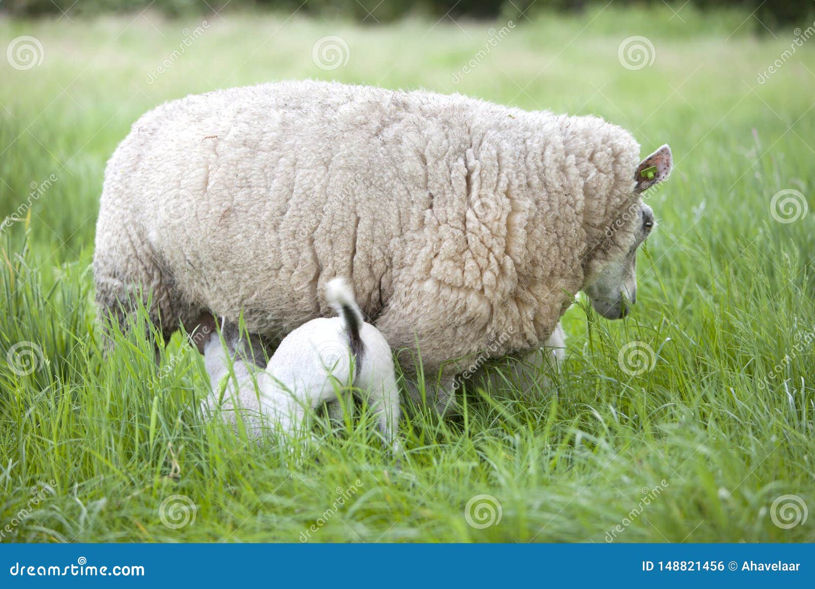 Lamb Drinks from Ewe in Long Grass of Meadow Stock Photo - Image of ...
