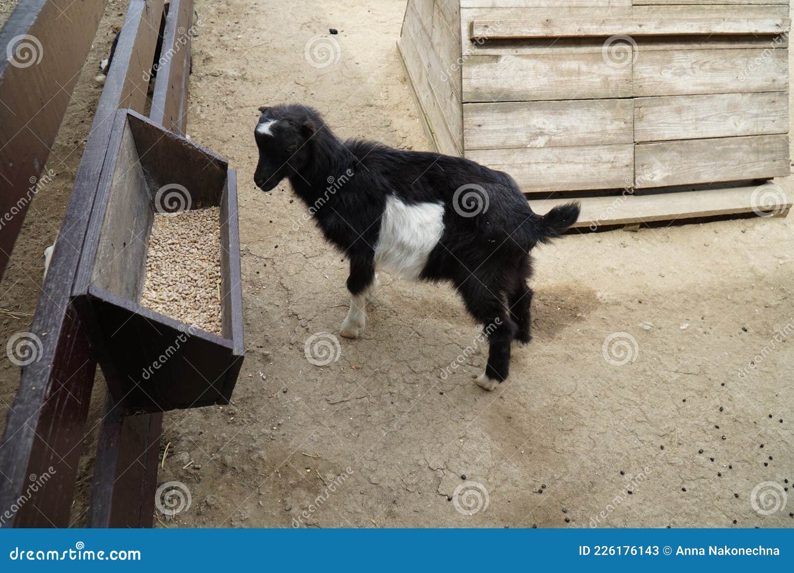 Lamb Drinks Water from a Trough Stock Image - Image of cages, calves ...