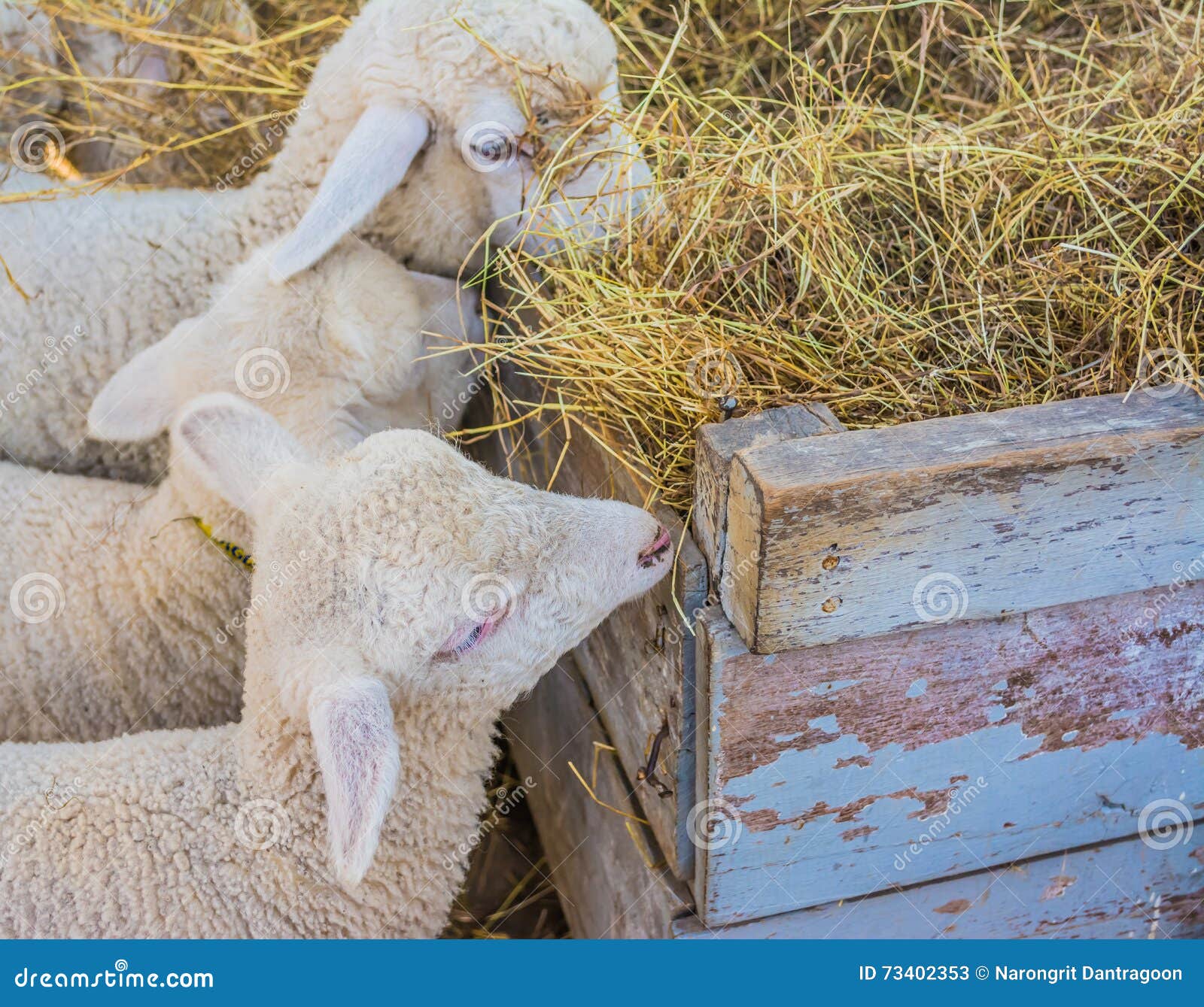 Lamb eat barn stock image. Image of agriculture, little - 73402353