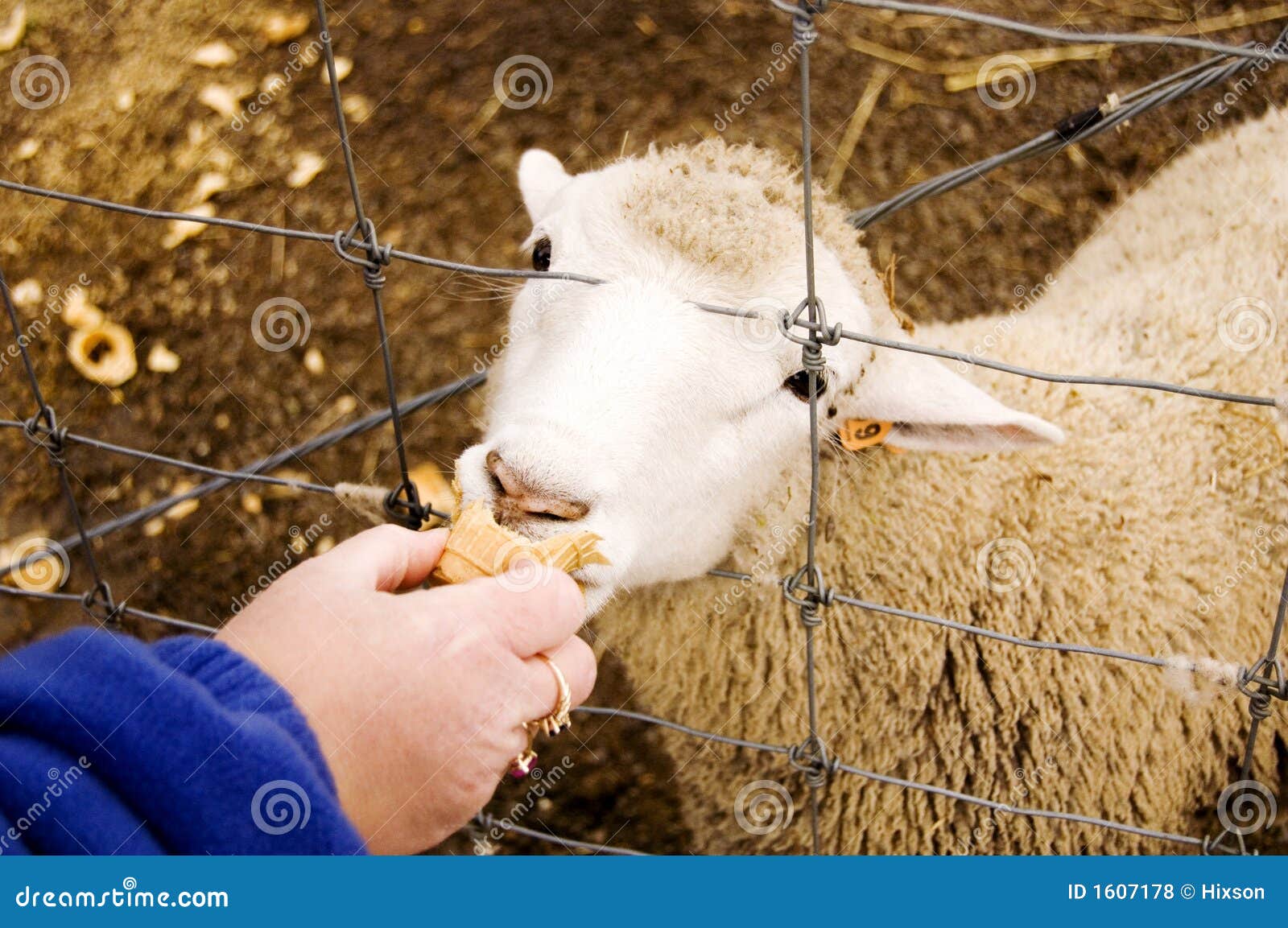 Lamb Eating stock photo. Image of white, animal, children - 1607178
