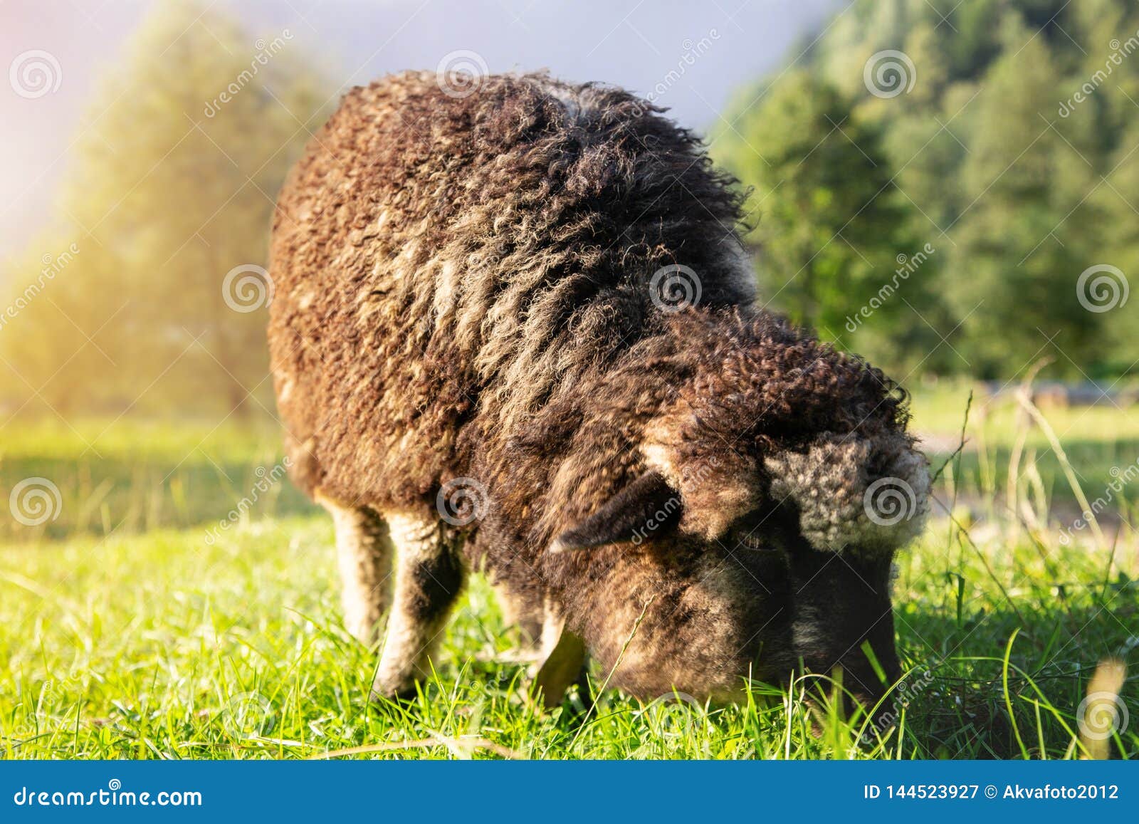 Lamb Eating Grass. Close-up . Stock Image - Image of sunset, dark ...