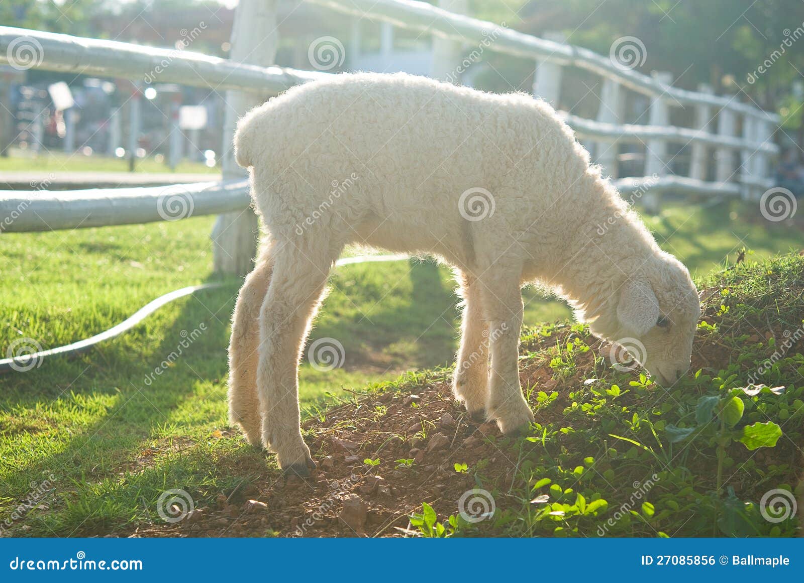 Lamb Eating Grass on the Field Stock Photo - Image of grass, spring ...