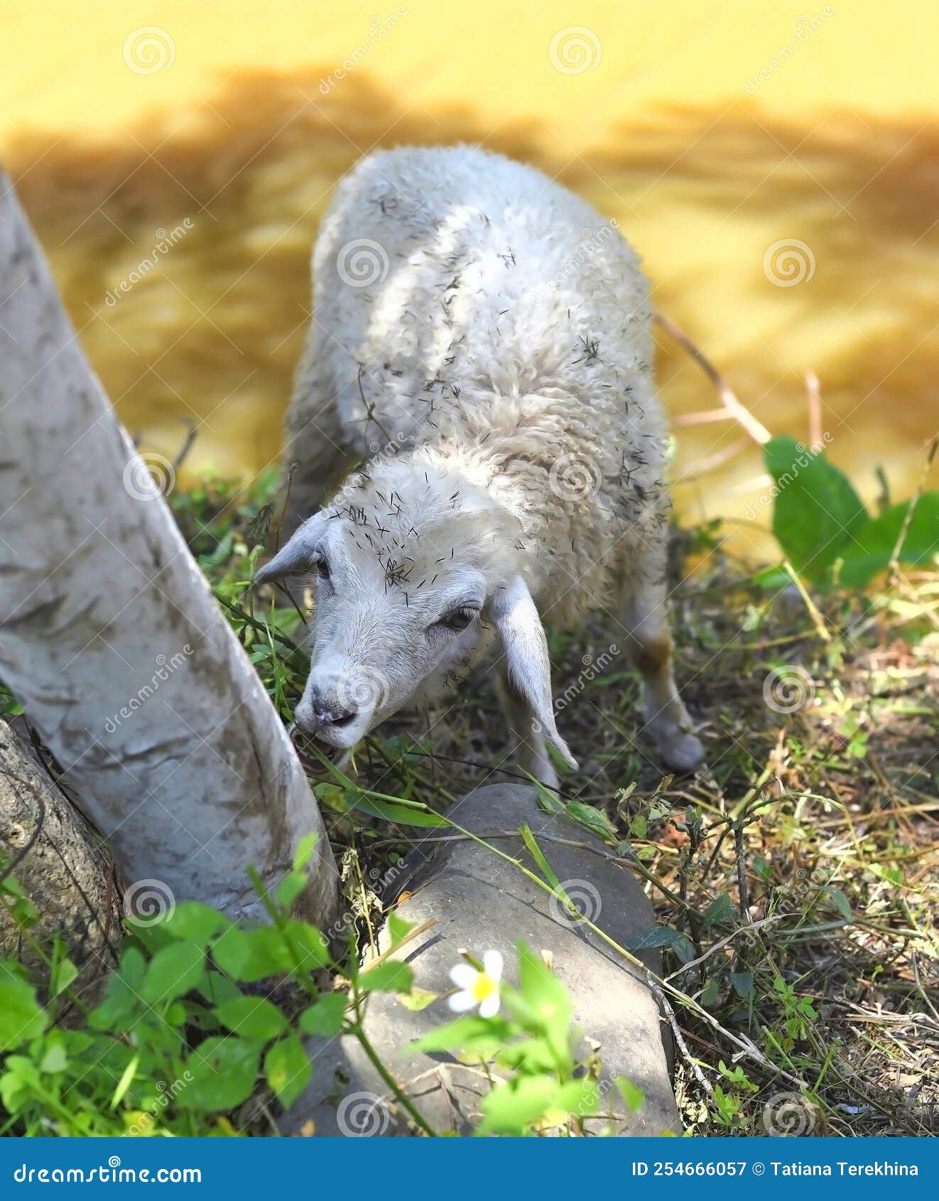 A Lamb Eating Grass Under Tree Shadow Stock Image - Image of shadow ...