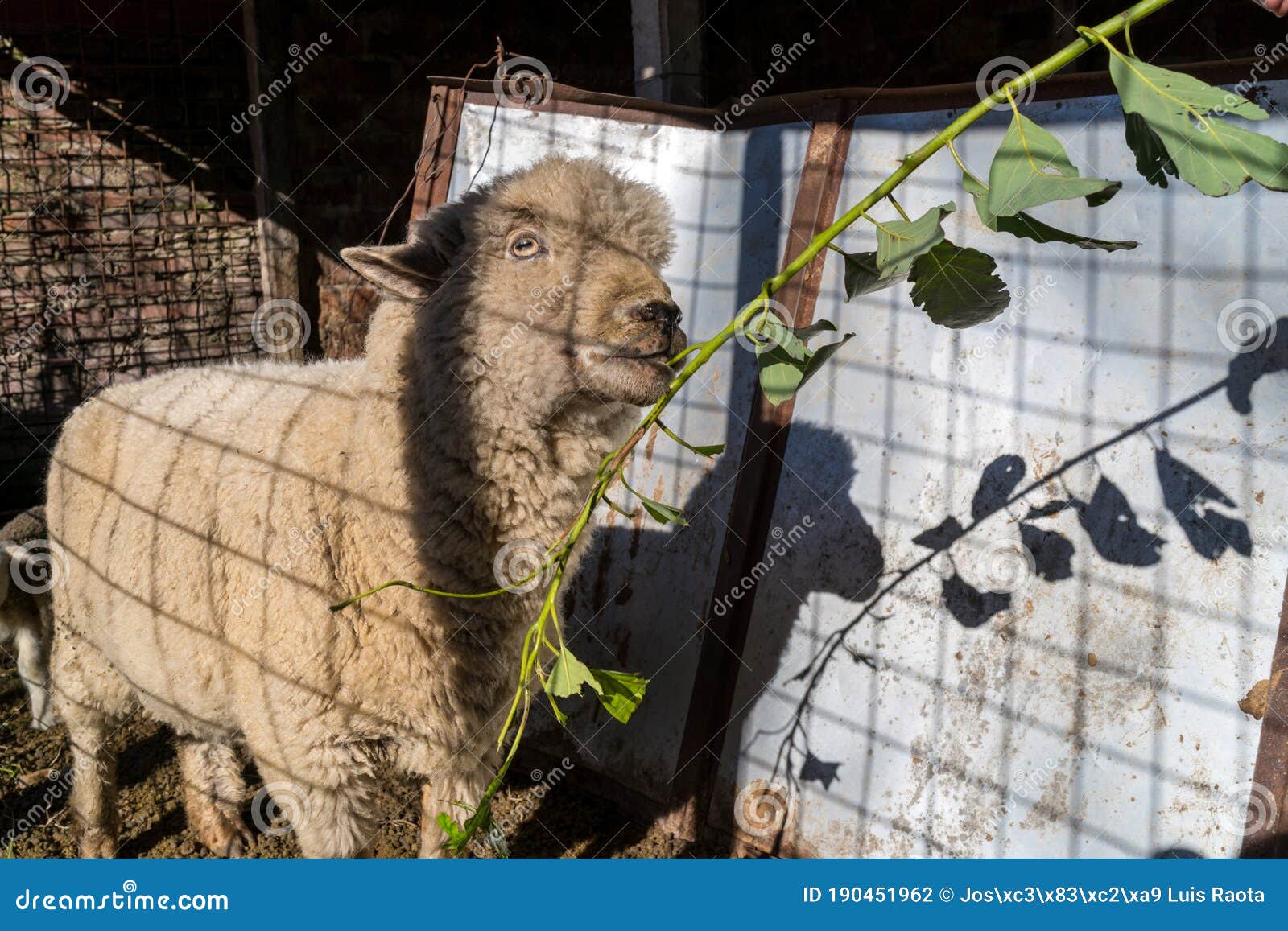 Lamb Eating Green Leaves on the Farm Stock Photo - Image of camera ...