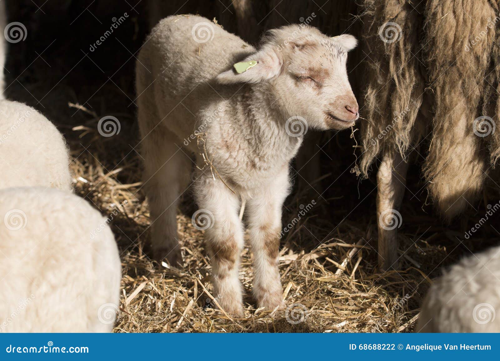 Lamb eating stock photo. Image of field, curious, crowd - 68688222