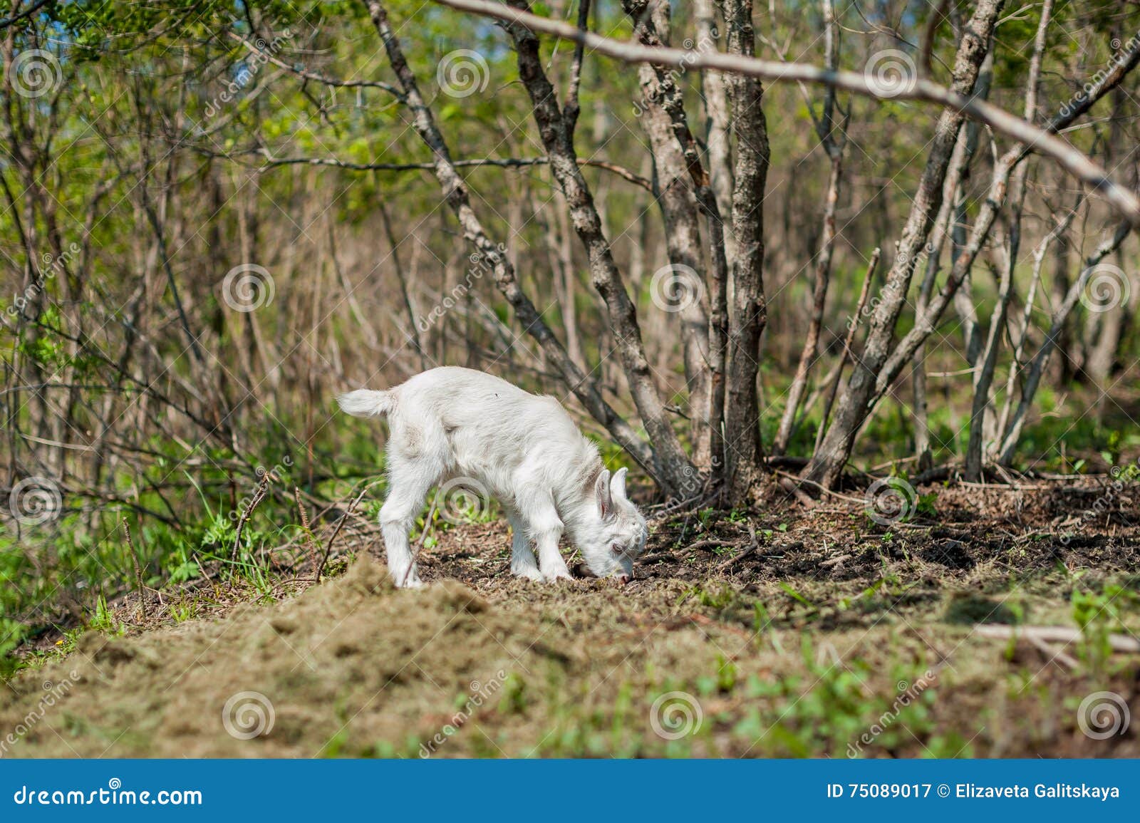 The Lamb Eats in the Forest Stock Image - Image of animal, farm: 75089017