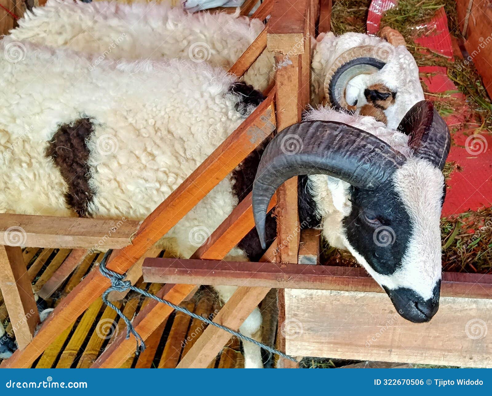 A Lamb for the Eid Al-Adha Sacrifice 01 Stock Photo - Image of adha ...