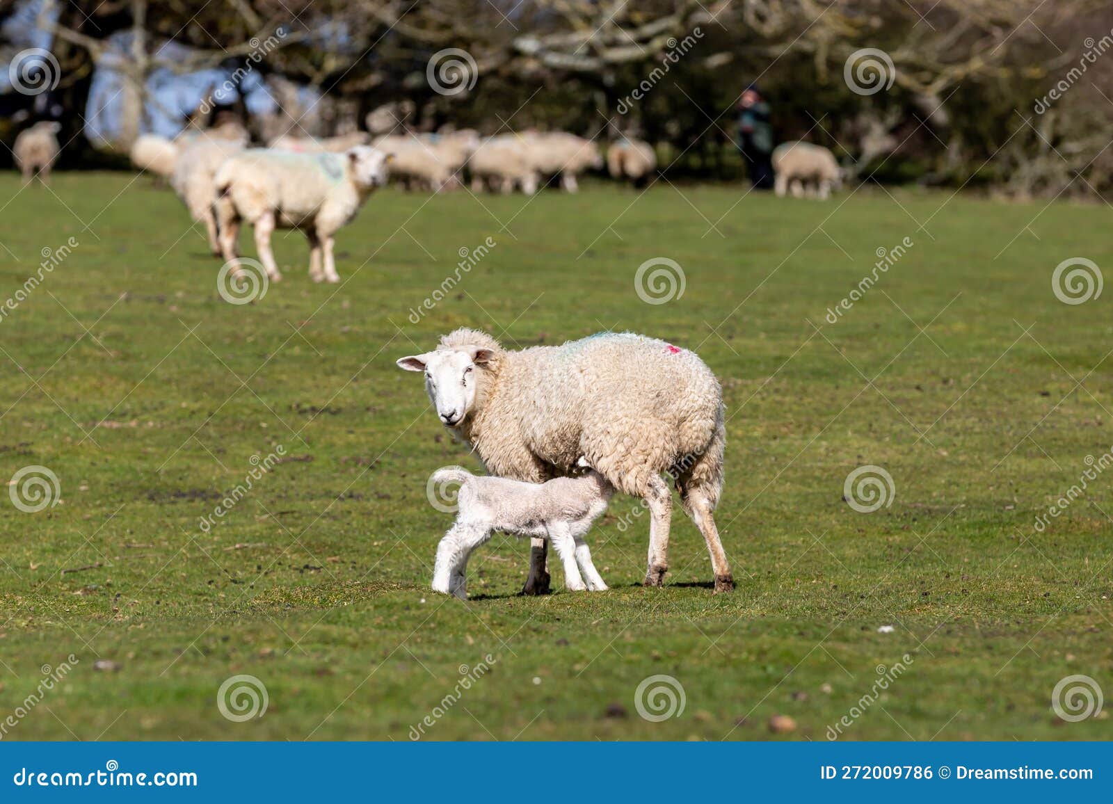 A Lamb and a Ewe in the South Downs, on a Sunny Spring Day Stock Photo ...