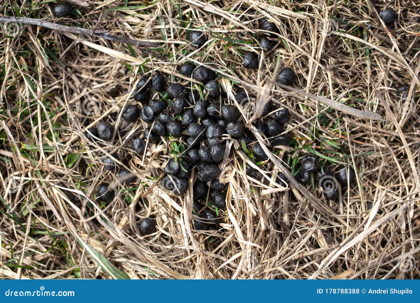 Lamb Excrement on the Ground Stock Photo - Image of outdoor, natural ...