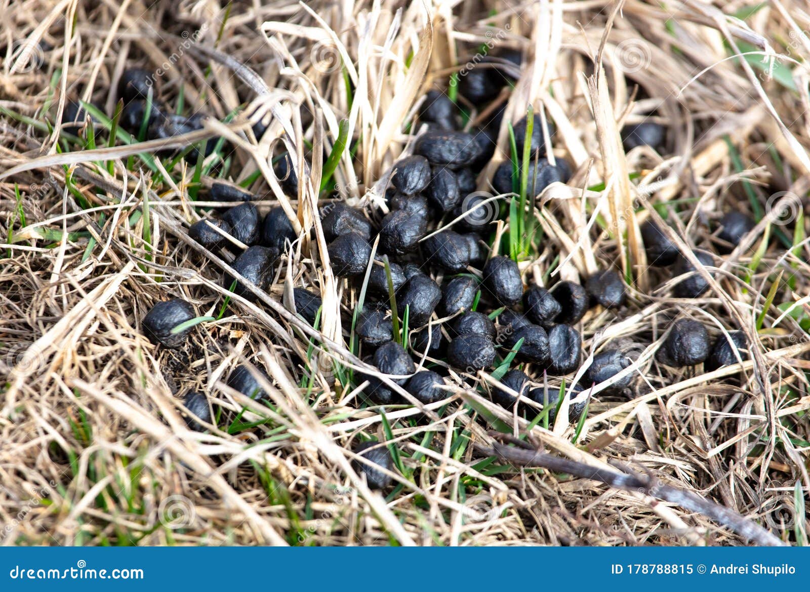 Lamb Excrement on the Ground Stock Image - Image of farm, animal: 178788815