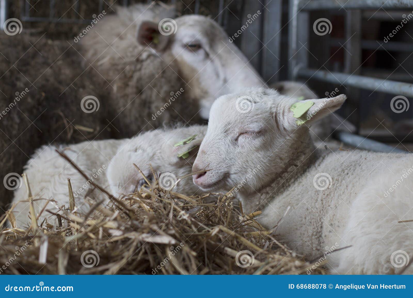 Lamb, eyes closed stock photo. Image of paddock, agriculture - 68688078