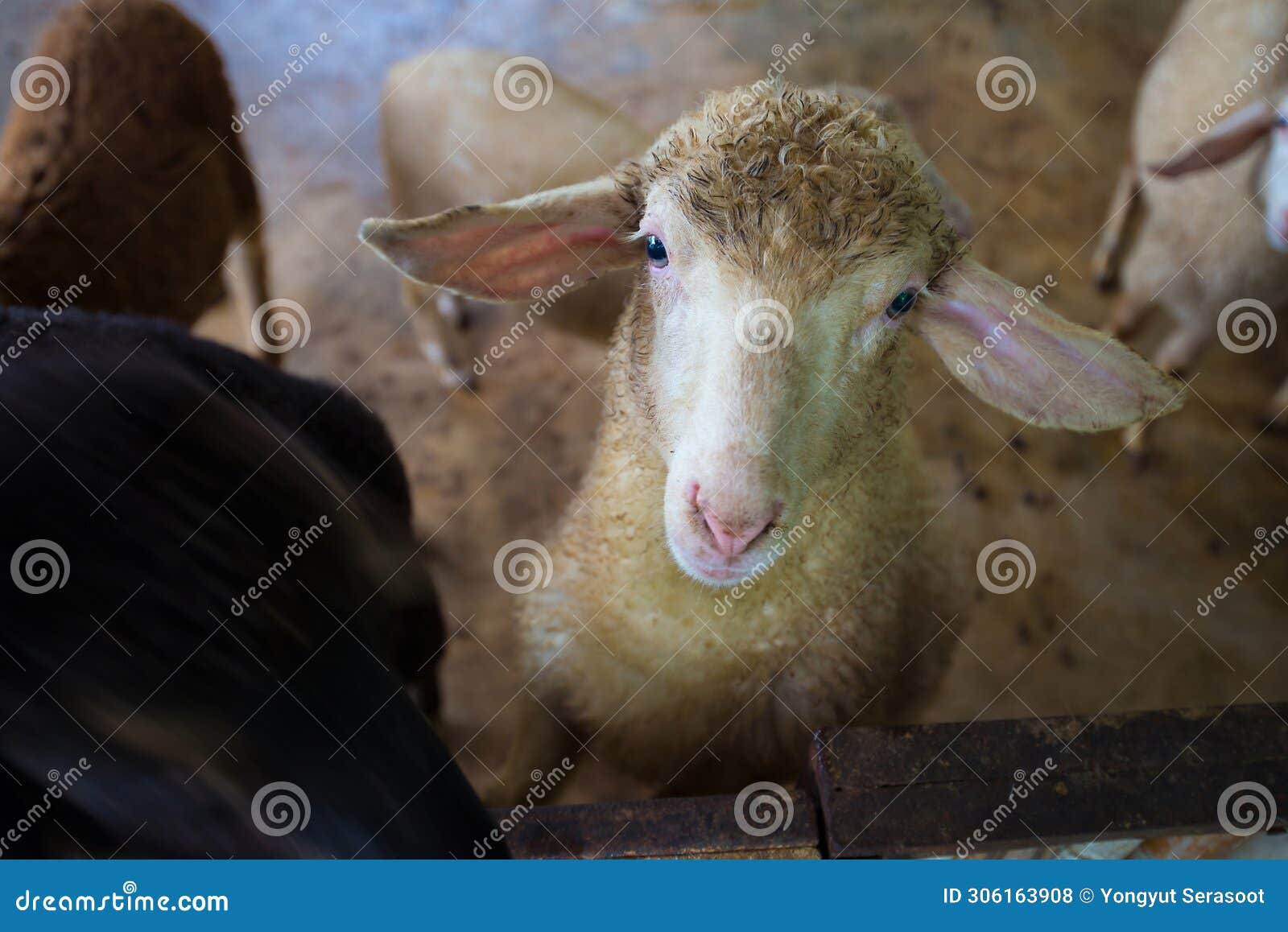Lamb with Eyes Staring at Visitors Stock Photo - Image of livestock ...