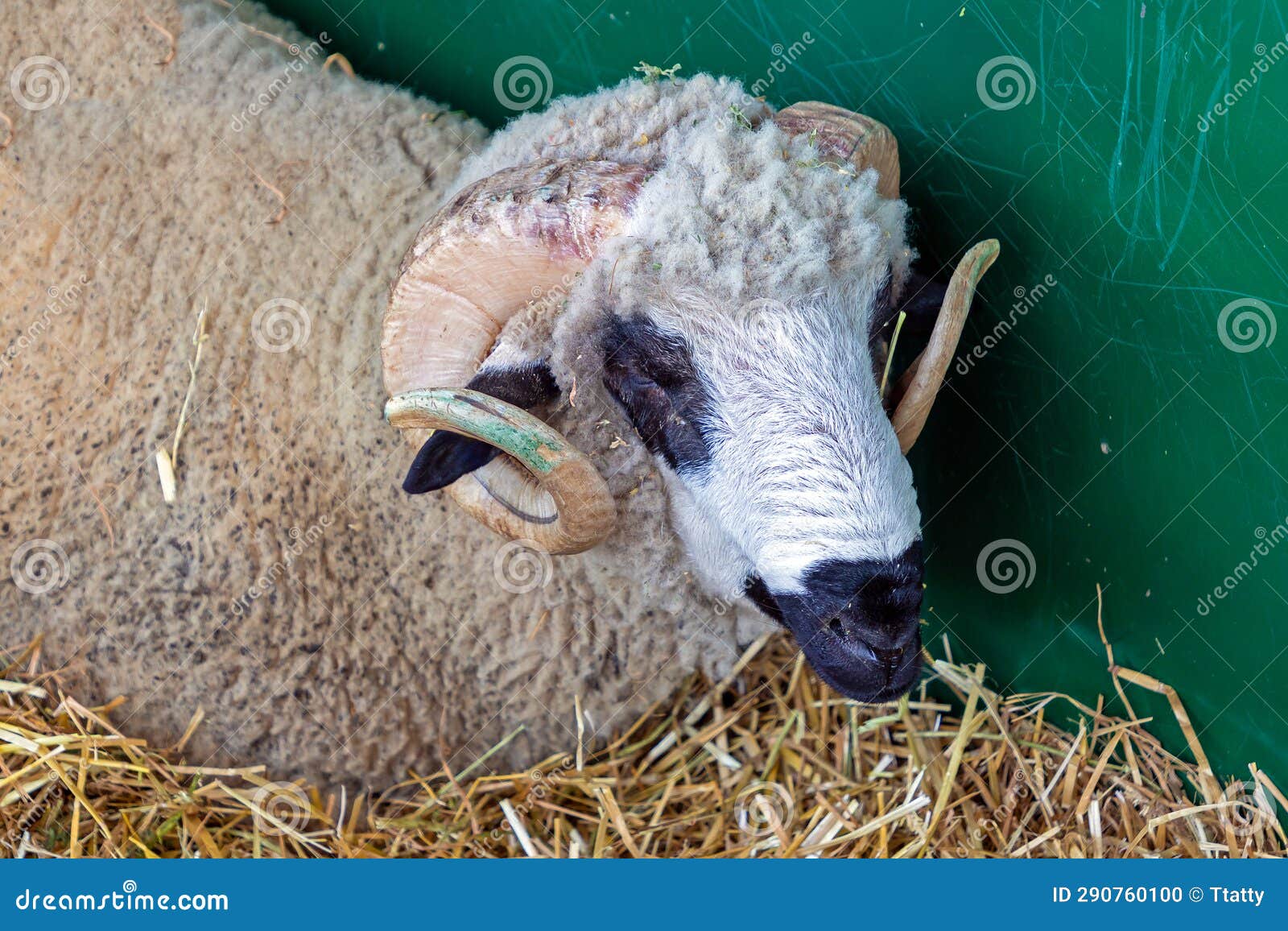 Lamb face on hay stock photo. Image of animal, wool - 290760100