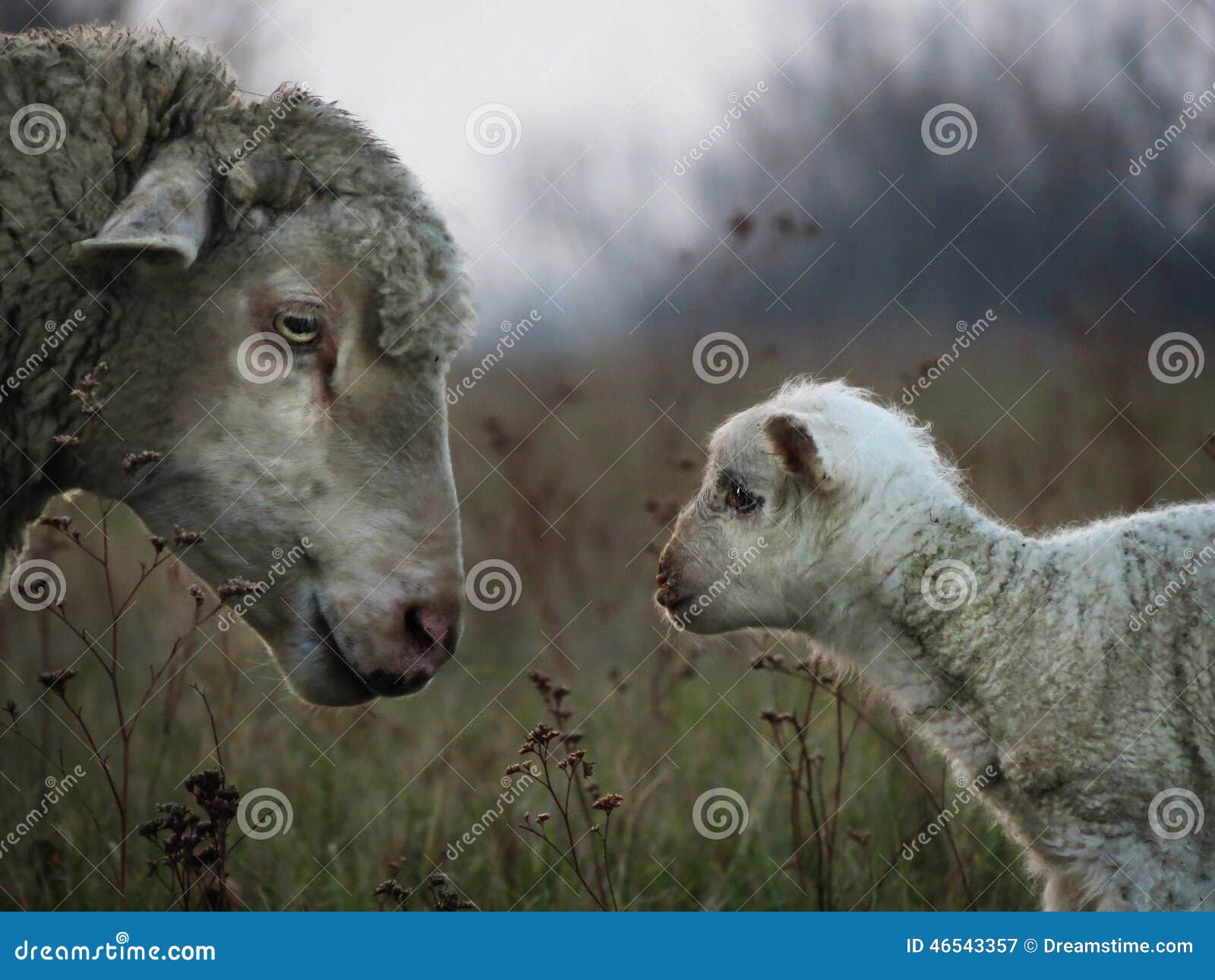 Lamb family stock image. Image of family, lamb, field - 46543357