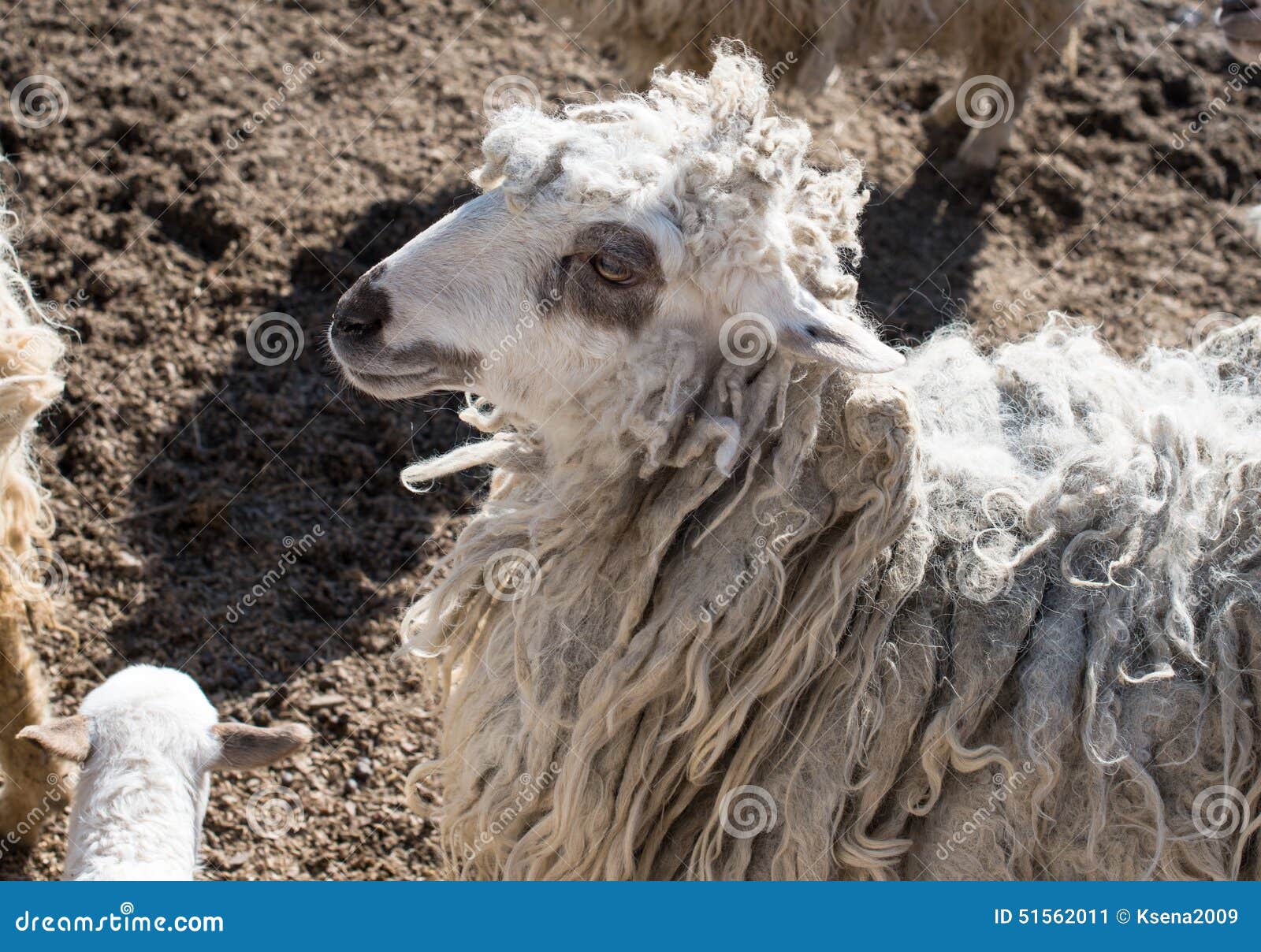 Lamb on the farmyard stock image. Image of horizontal - 51562011