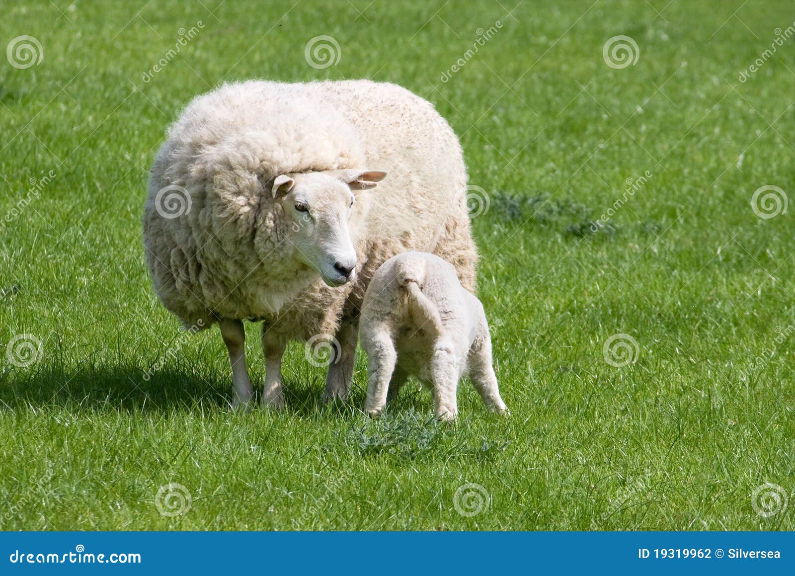 Lamb feeding from mother stock photo. Image of animal - 19319962
