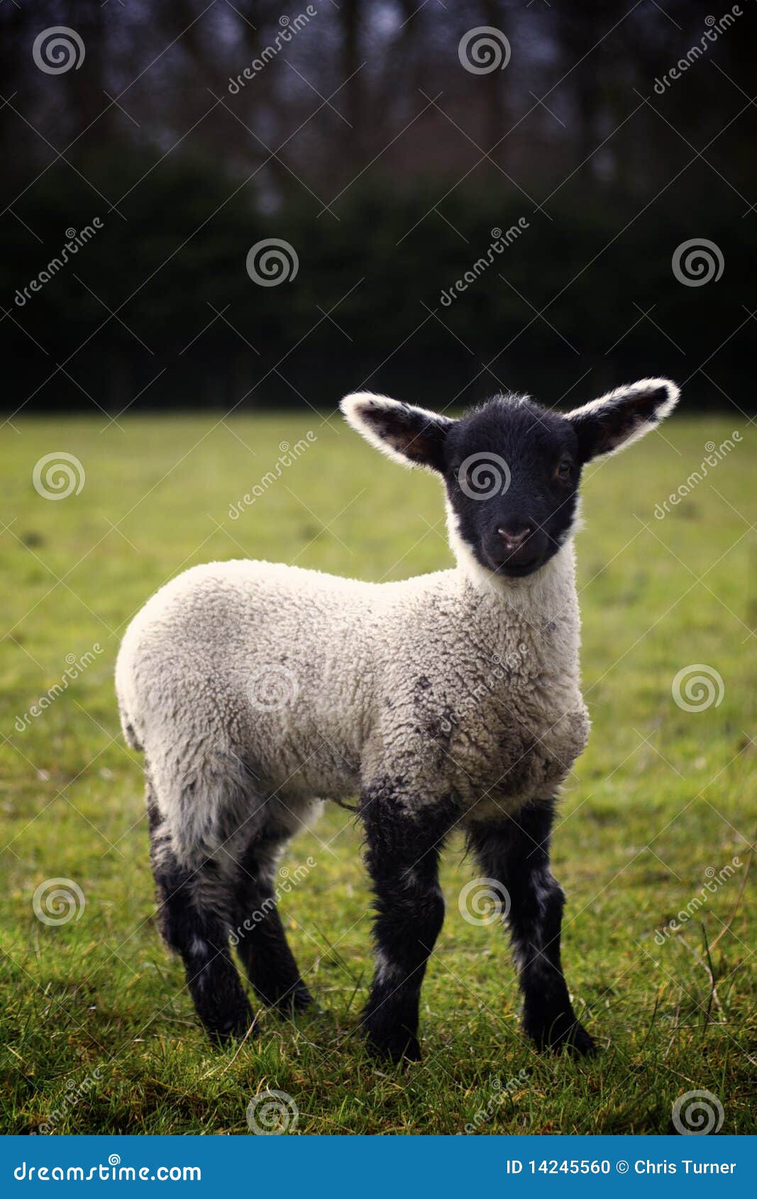 Lamb in Field stock photo. Image of field, lamb, natural - 14245560